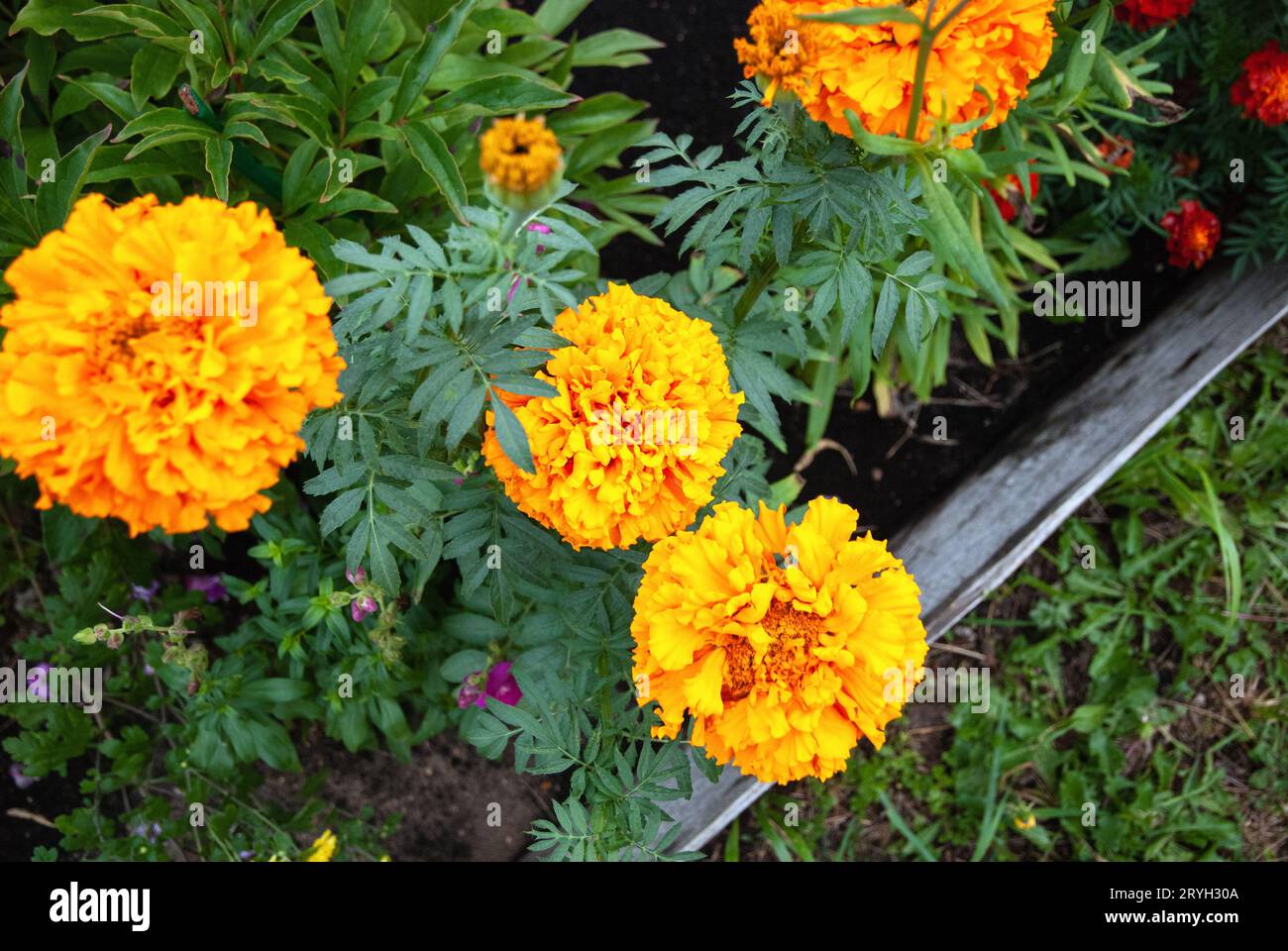 Marigolds rural blooming landscape hi-res stock photography and images ...