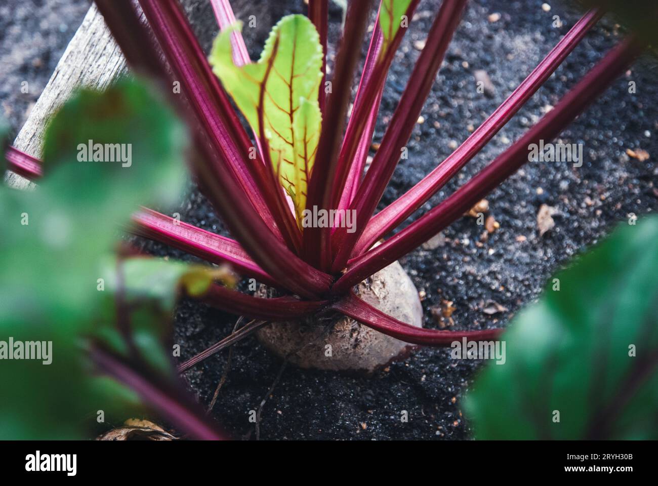 Beetroot growing in organic homestead vegetable garden Stock Photo - Alamy