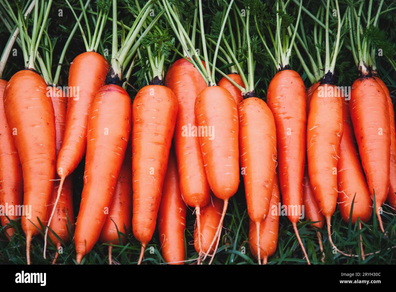 Harvesting carrots garden hi-res stock photography and images - Alamy