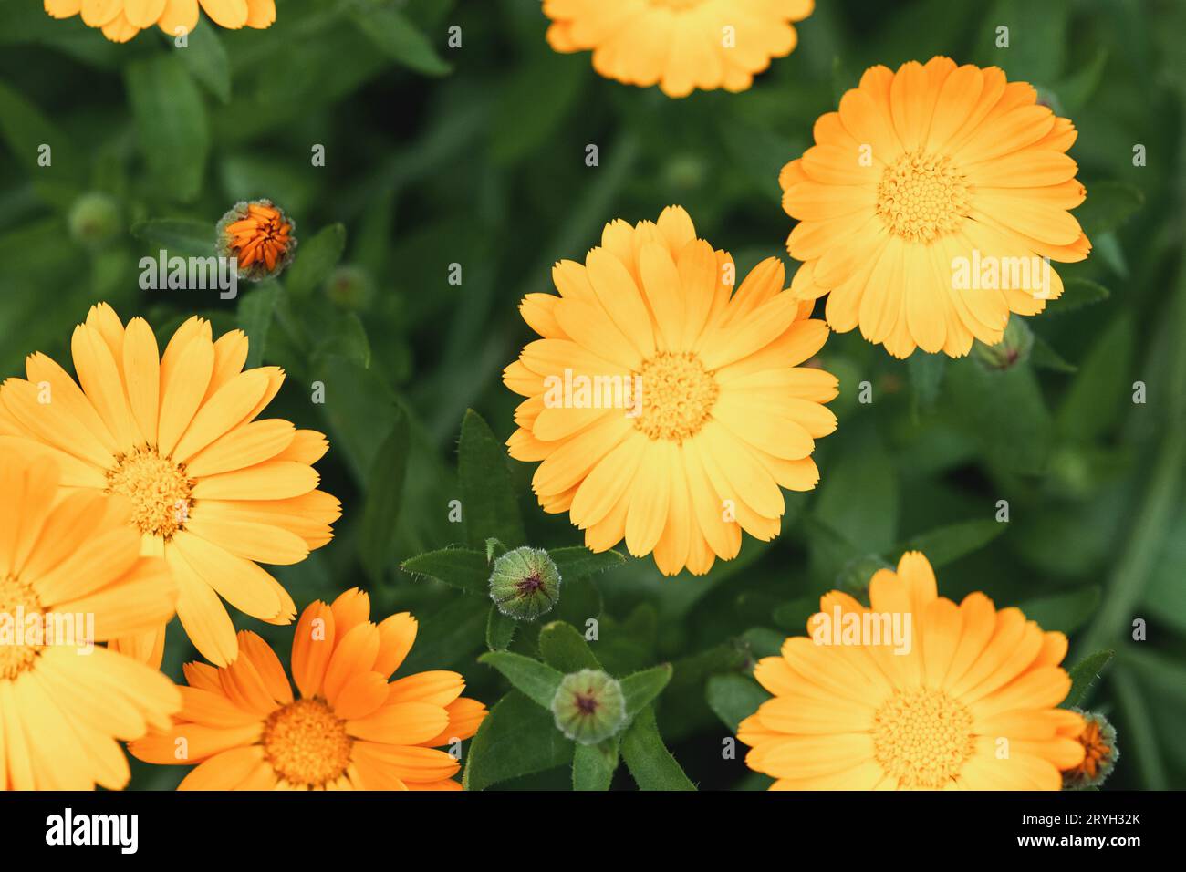 Calendula officinalis flowers in herbs garden, Garden marigold overhead ...