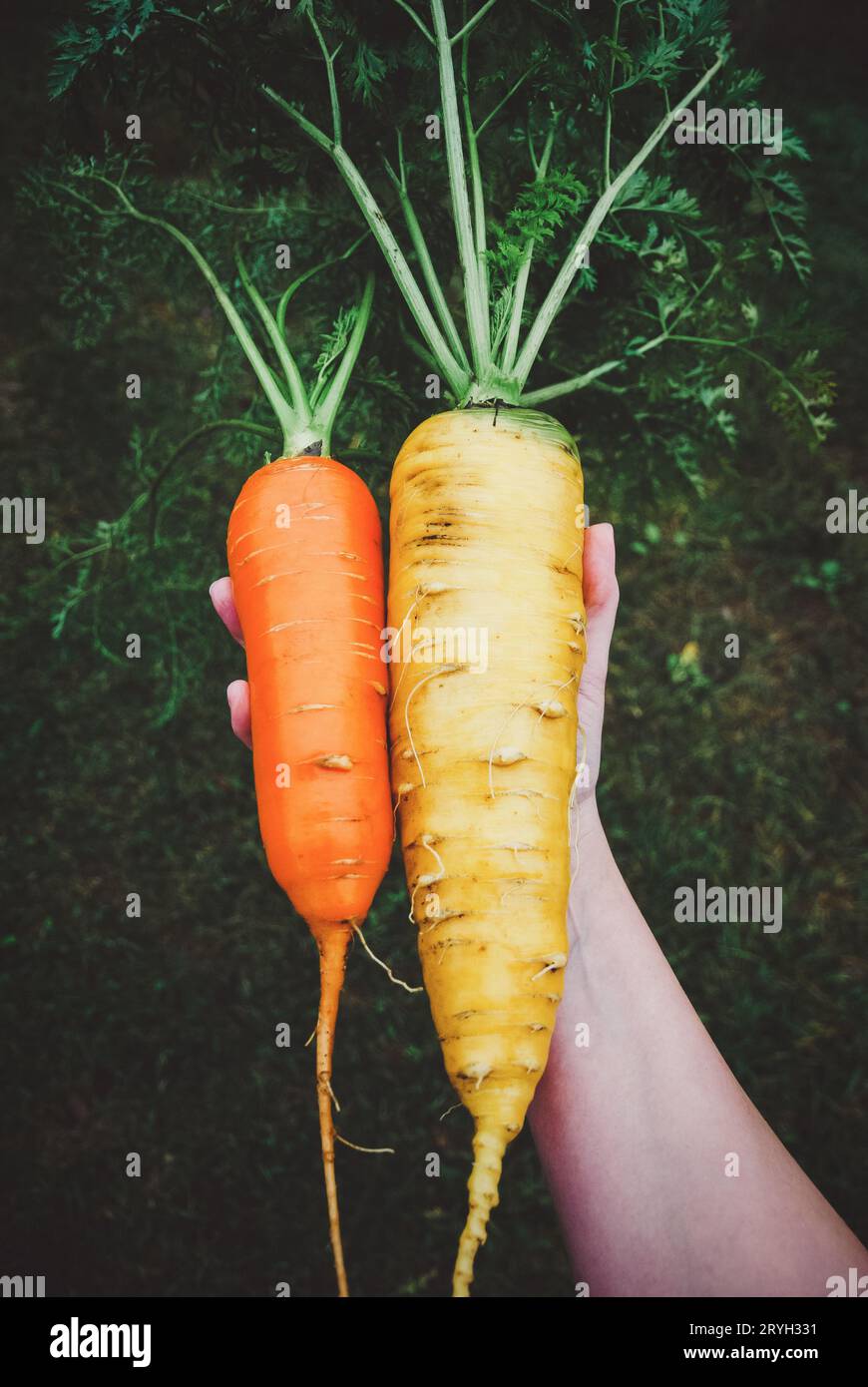 Big carrot hi-res stock photography and images - Alamy