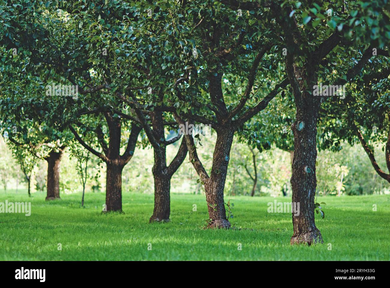 Rows of apple trees hi-res stock photography and images - Alamy