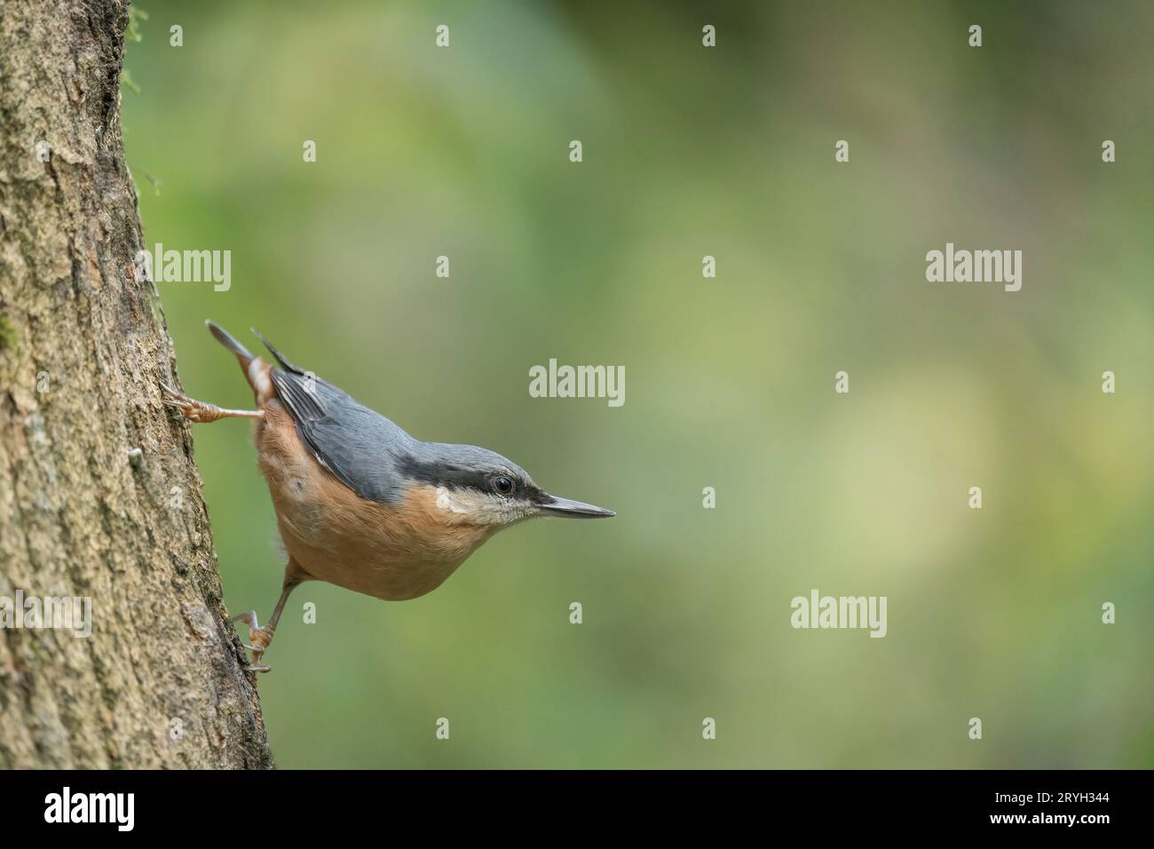European nuthatch {sitta europaea} hi-res stock photography and images ...