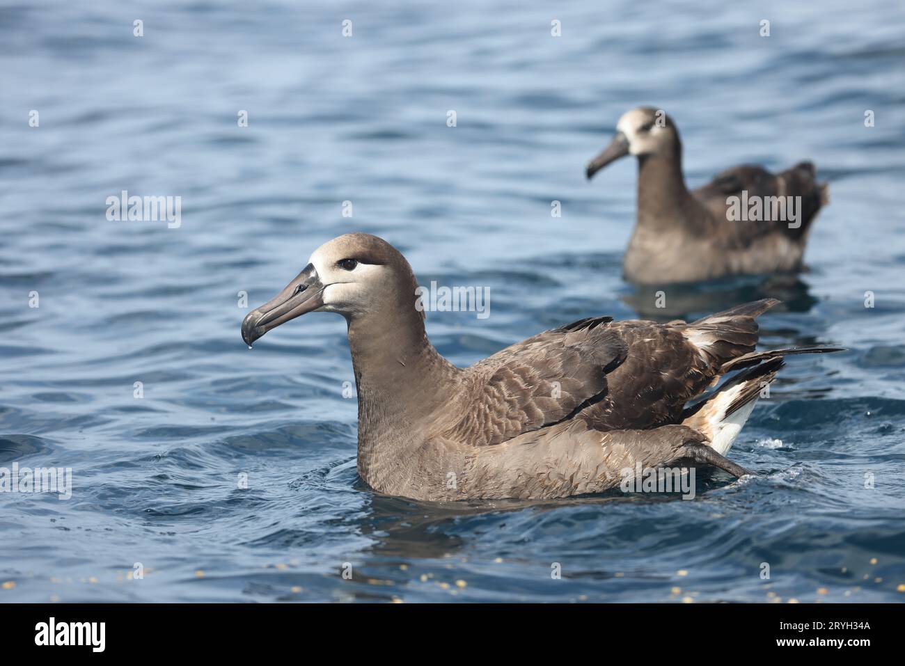The black-footed albatross (Diomedea or Phoebastria nigripes) is a ...