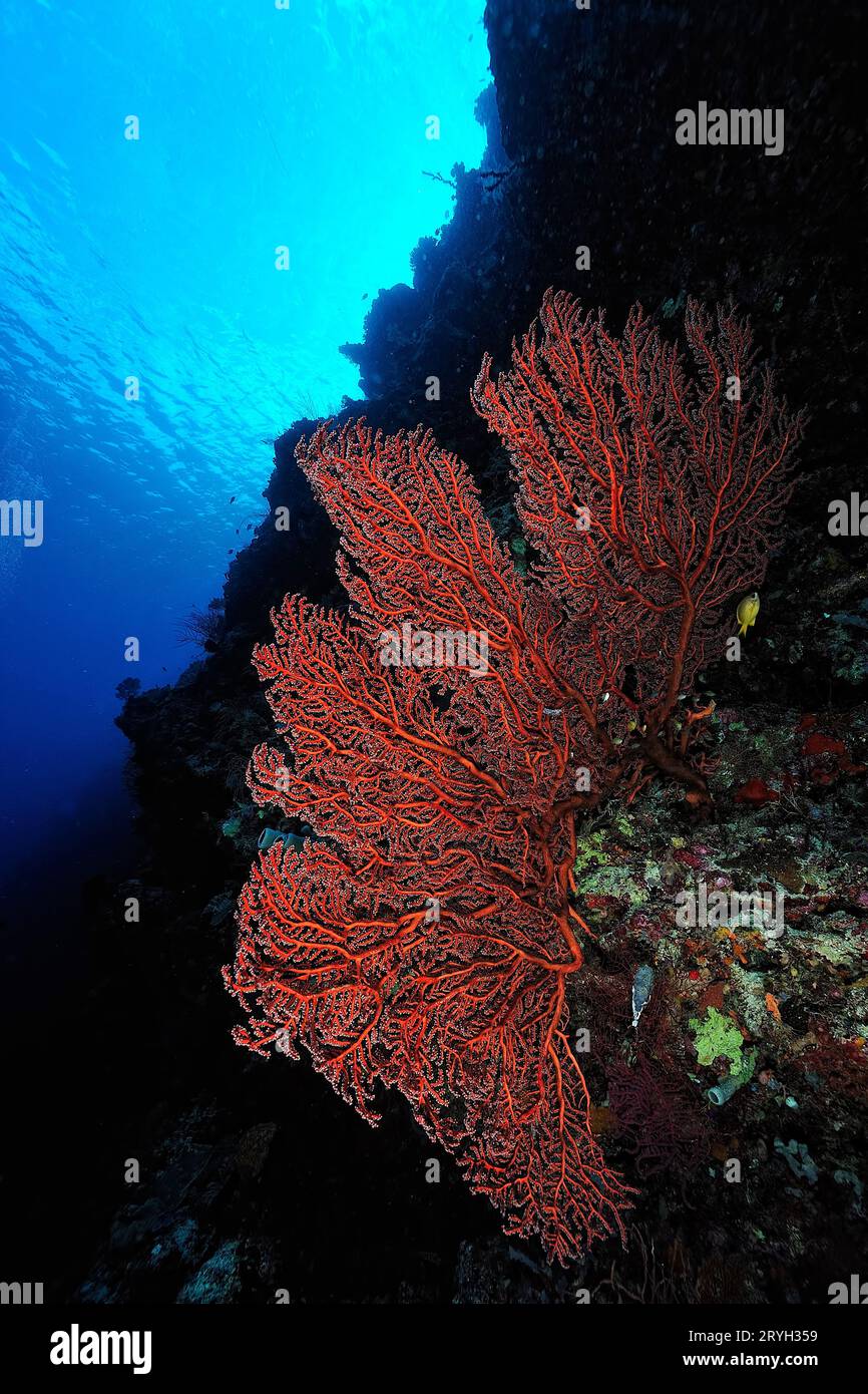 A picture of the coral reef Stock Photo - Alamy