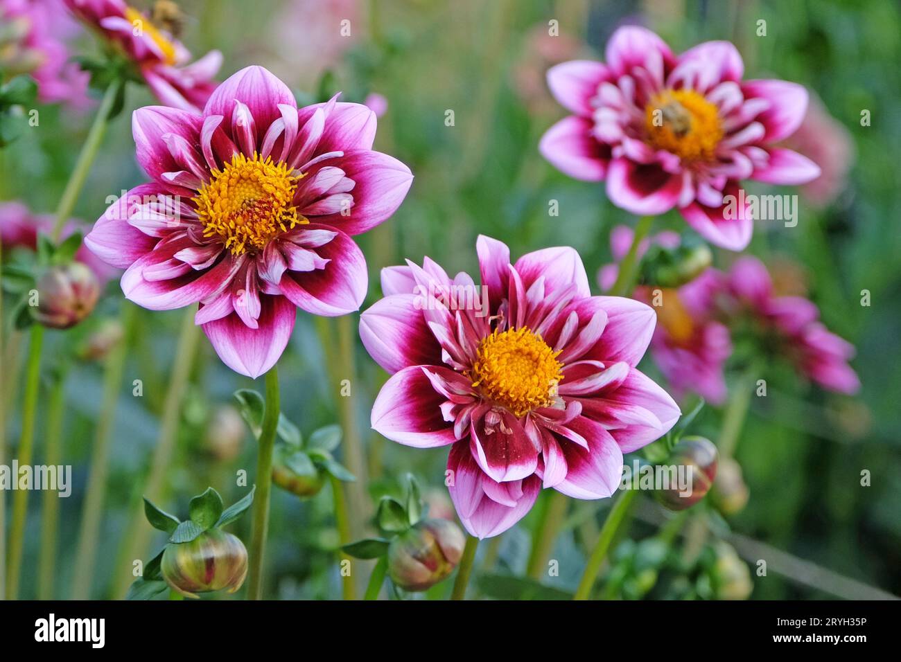 Pink and purple collarette Dahlia 'Liquid Desire' in flower Stock Photo ...
