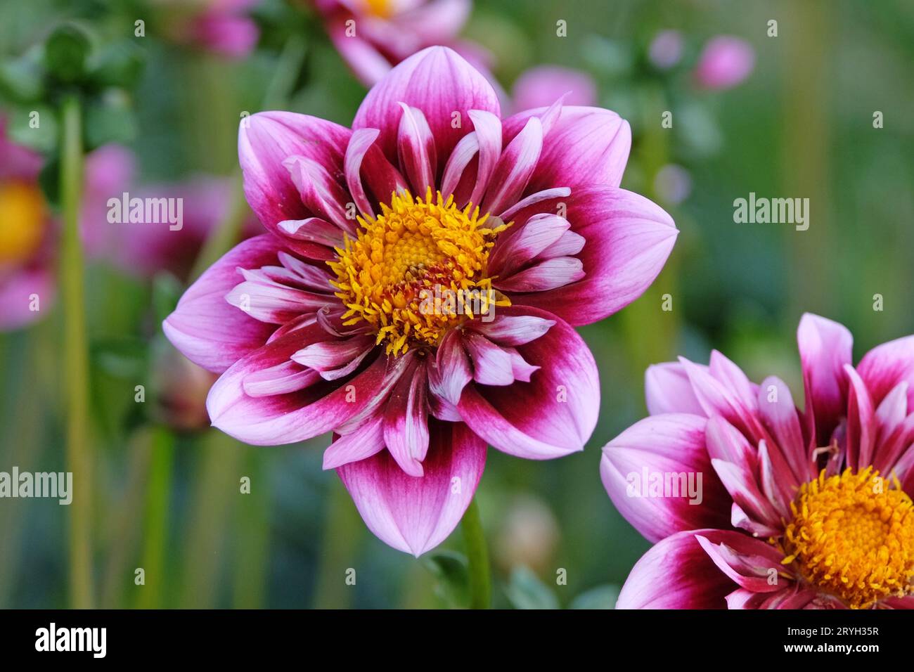 Pink and purple collarette Dahlia 'Liquid Desire' in flower Stock Photo ...