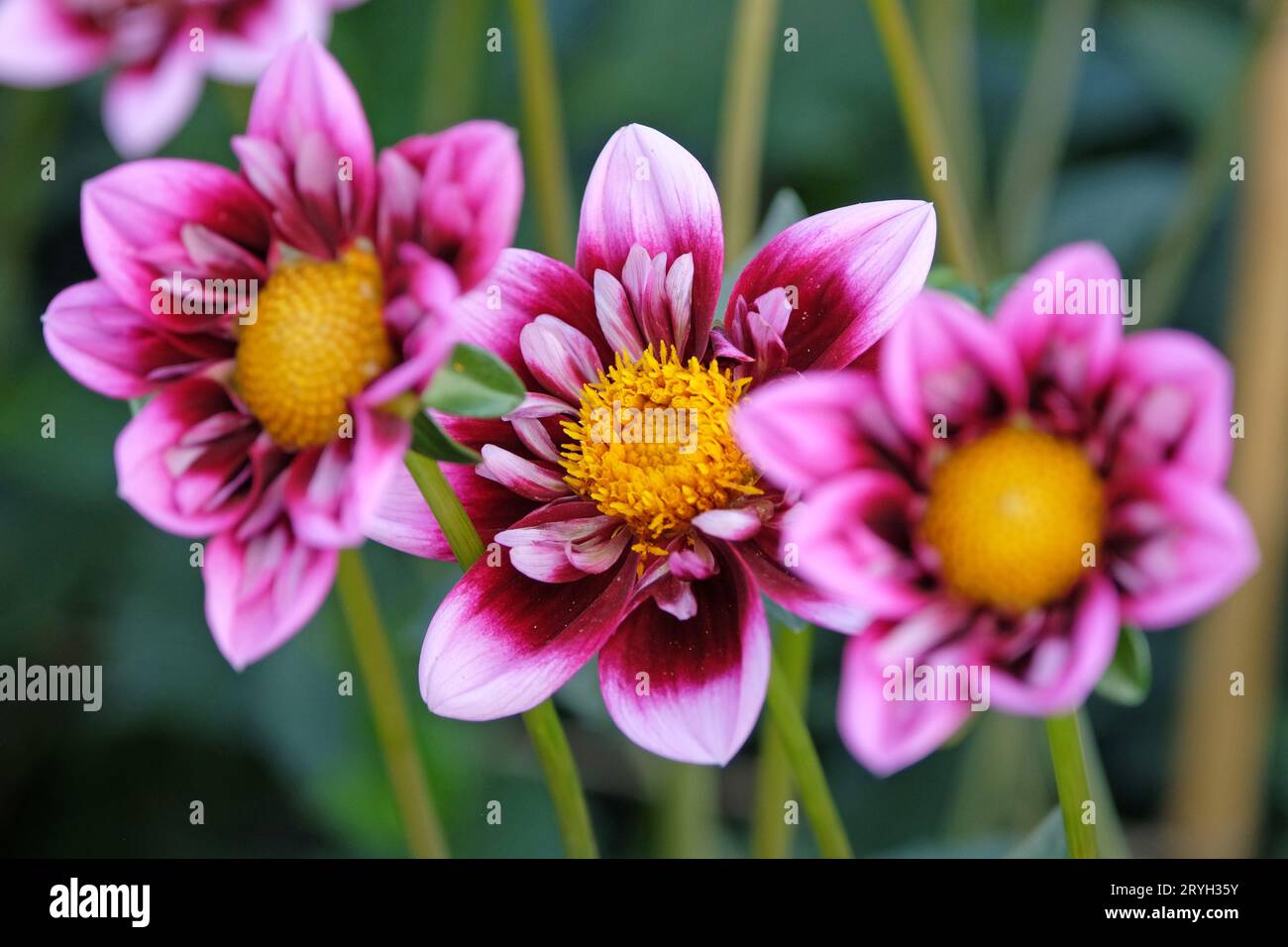 Pink and purple collarette Dahlia 'Liquid Desire' in flower Stock Photo ...