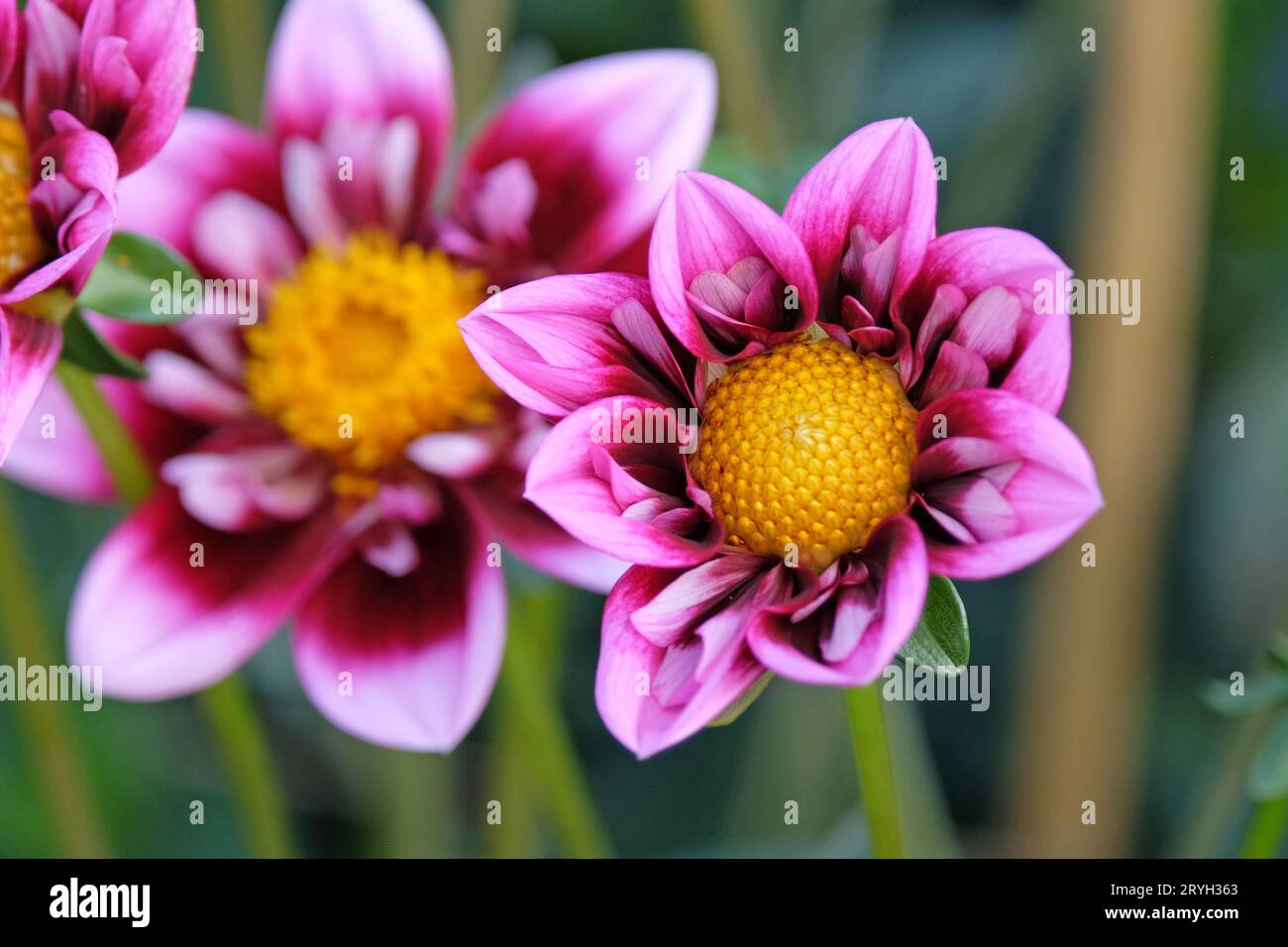 Pink and purple collarette Dahlia 'Liquid Desire' in flower Stock Photo ...