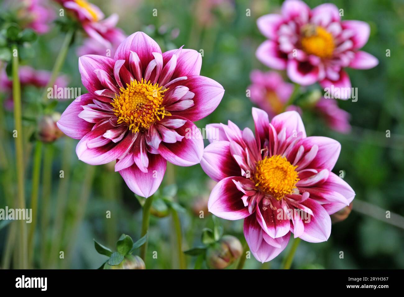 Pink and purple collarette Dahlia 'Liquid Desire' in flower Stock Photo ...