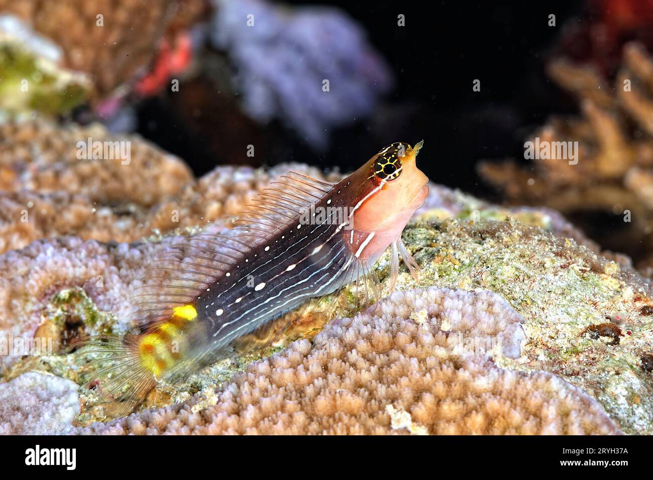 Combtooth blenny hi-res stock photography and images - Alamy