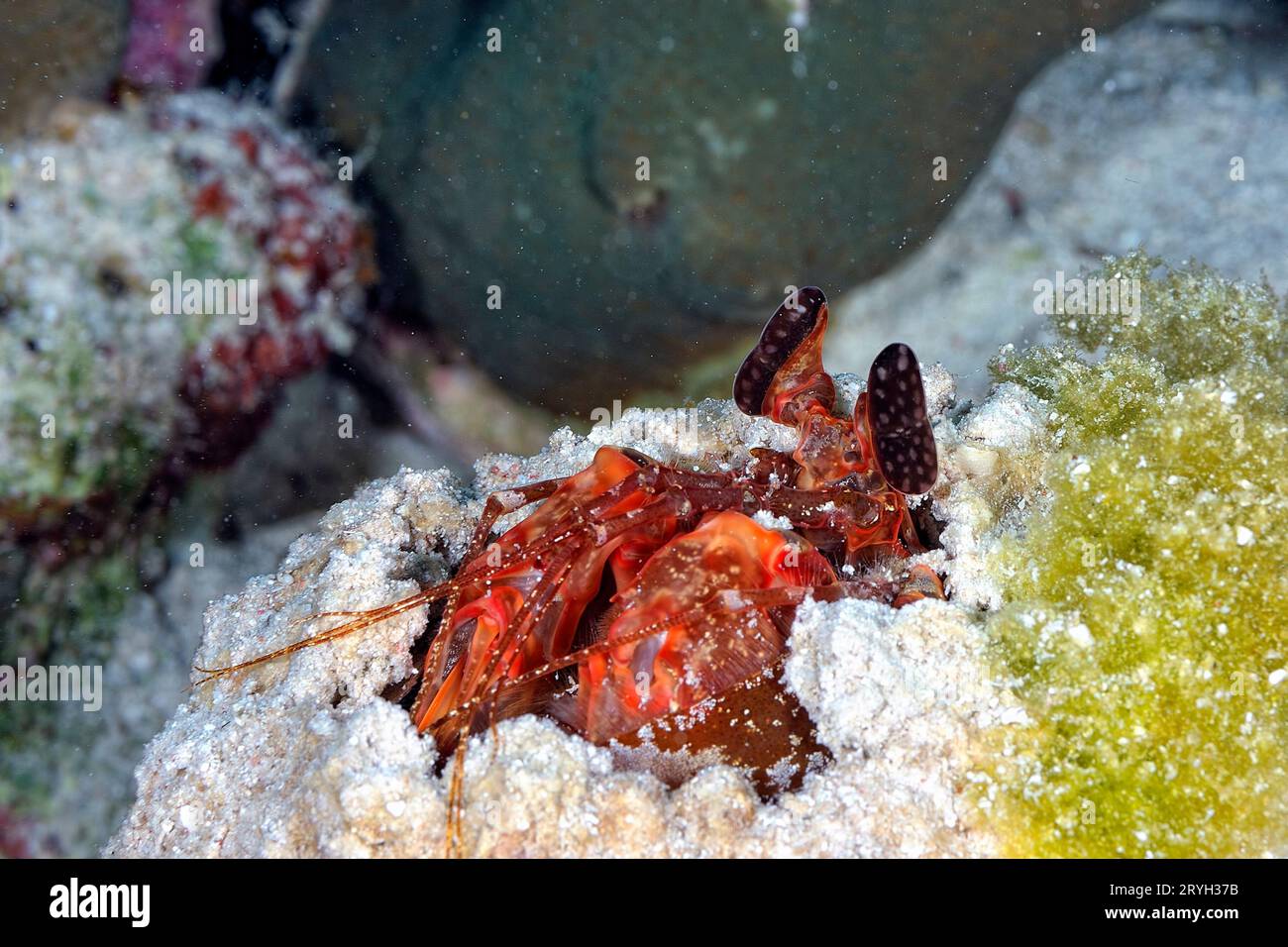 Mantis shrimp bali indonesia hi-res stock photography and images - Alamy