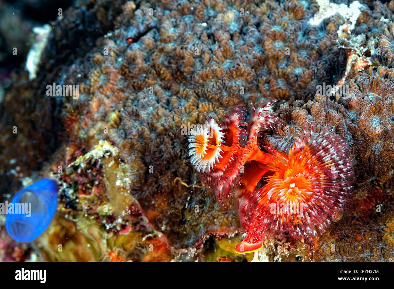 A colored Christmas tree worm Stock Photo - Alamy