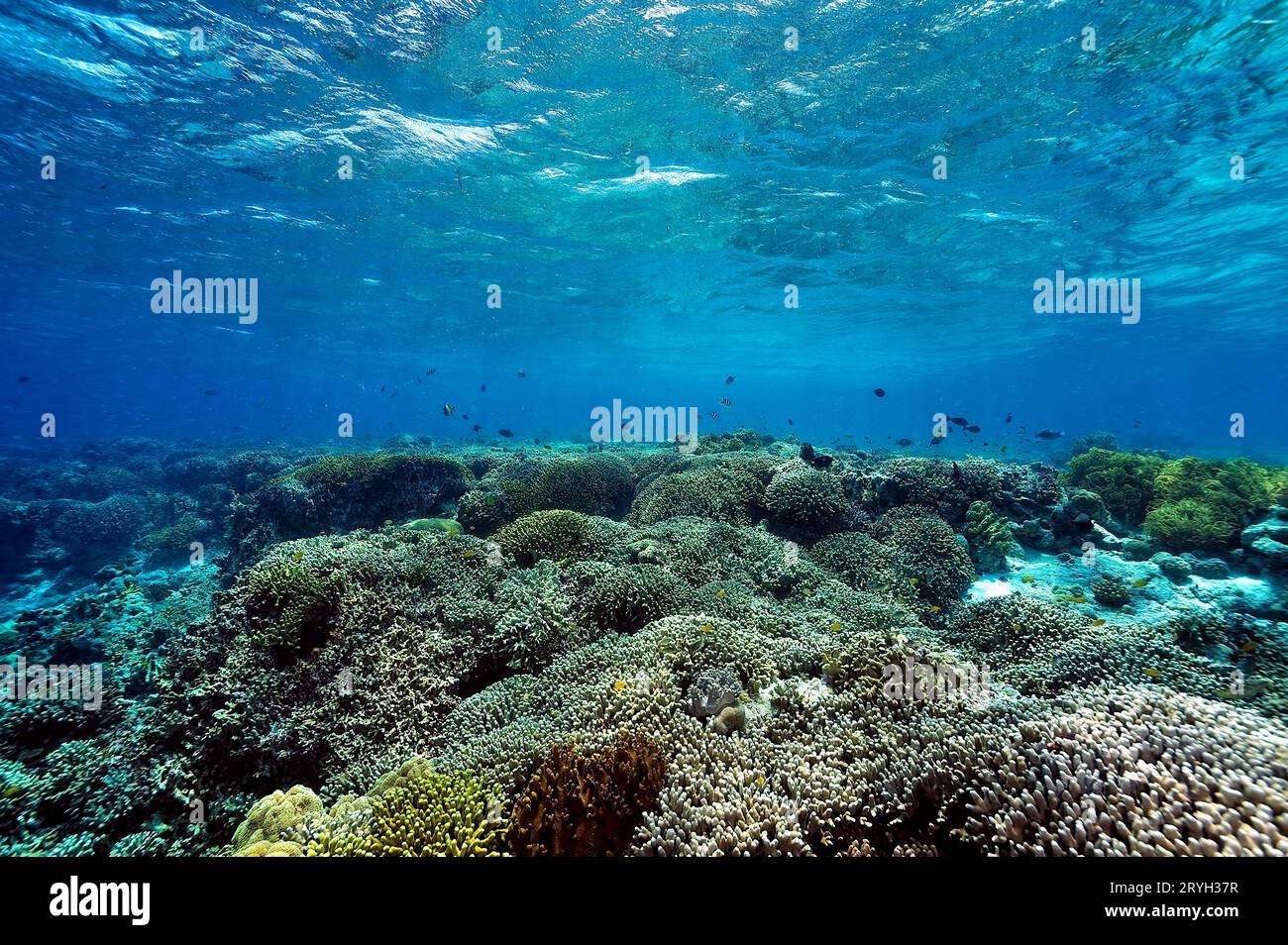 A picture of the coral reef Stock Photo - Alamy