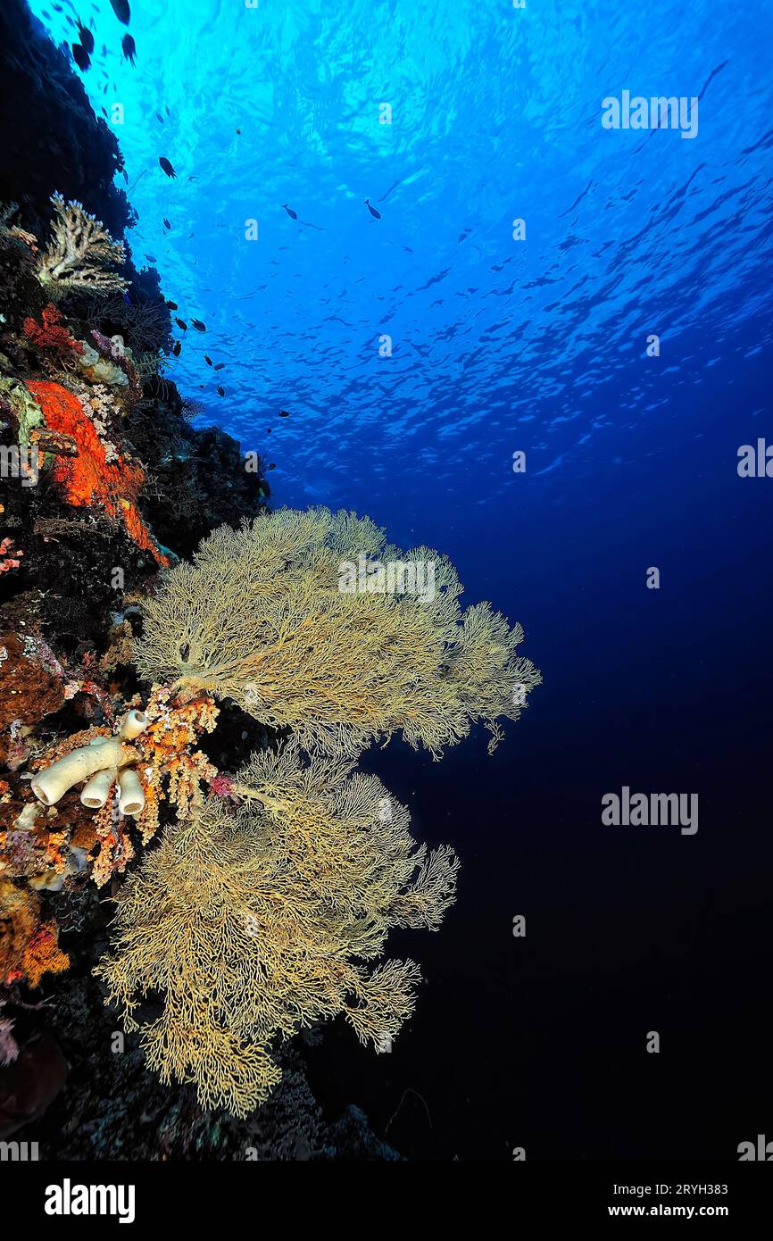 A picture of the coral reef Stock Photo - Alamy
