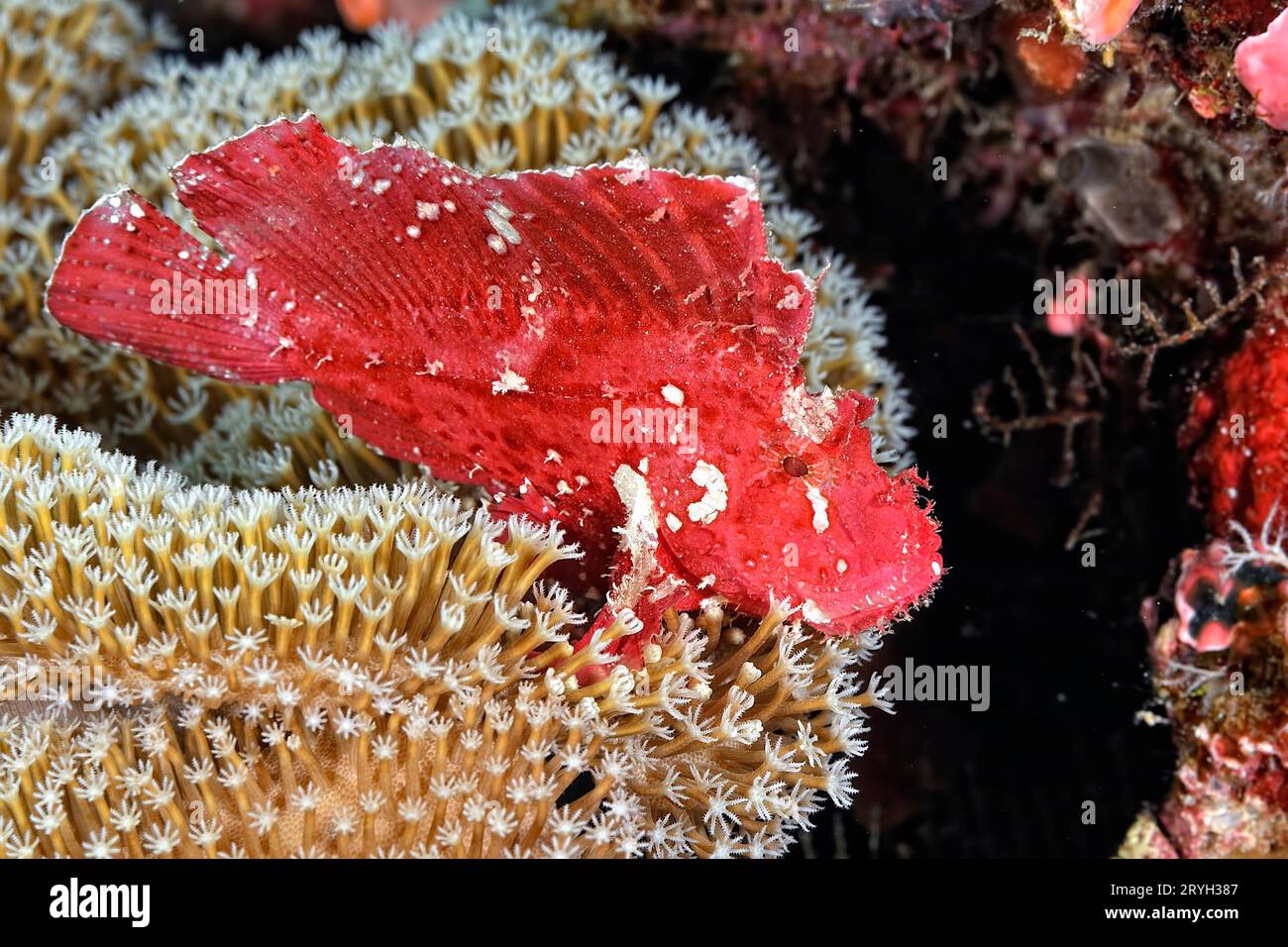 Picture fish hi-res stock photography and images - Alamy