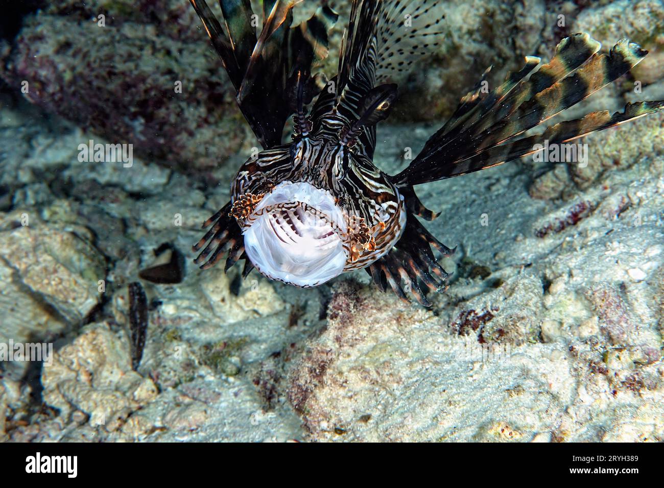 Underwater colourful tropical lionfish hi-res stock photography and ...