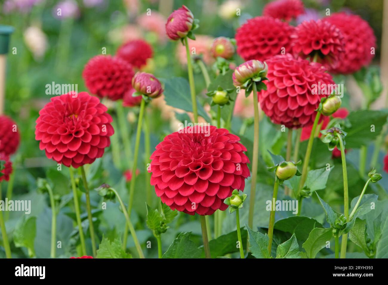 Miss alana trota hi-res stock photography and images - Alamy