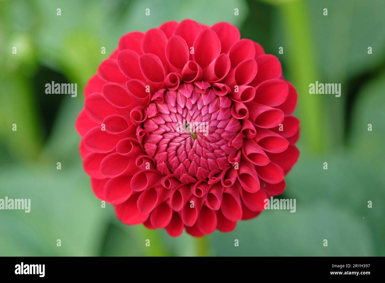 Bright red pompon ball dahlia ÔMiss Alana TrotaÕ in flower Stock Photo ...
