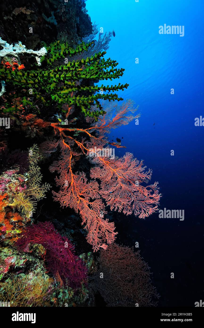 A picture of the coral reef Stock Photo - Alamy
