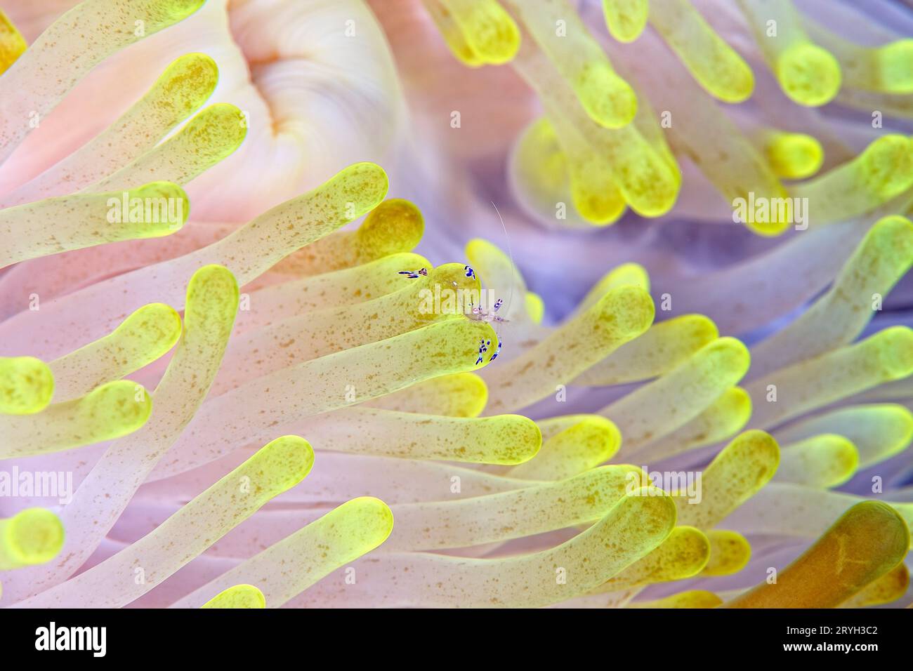 A picture of a Cleaner shrimp Stock Photo - Alamy
