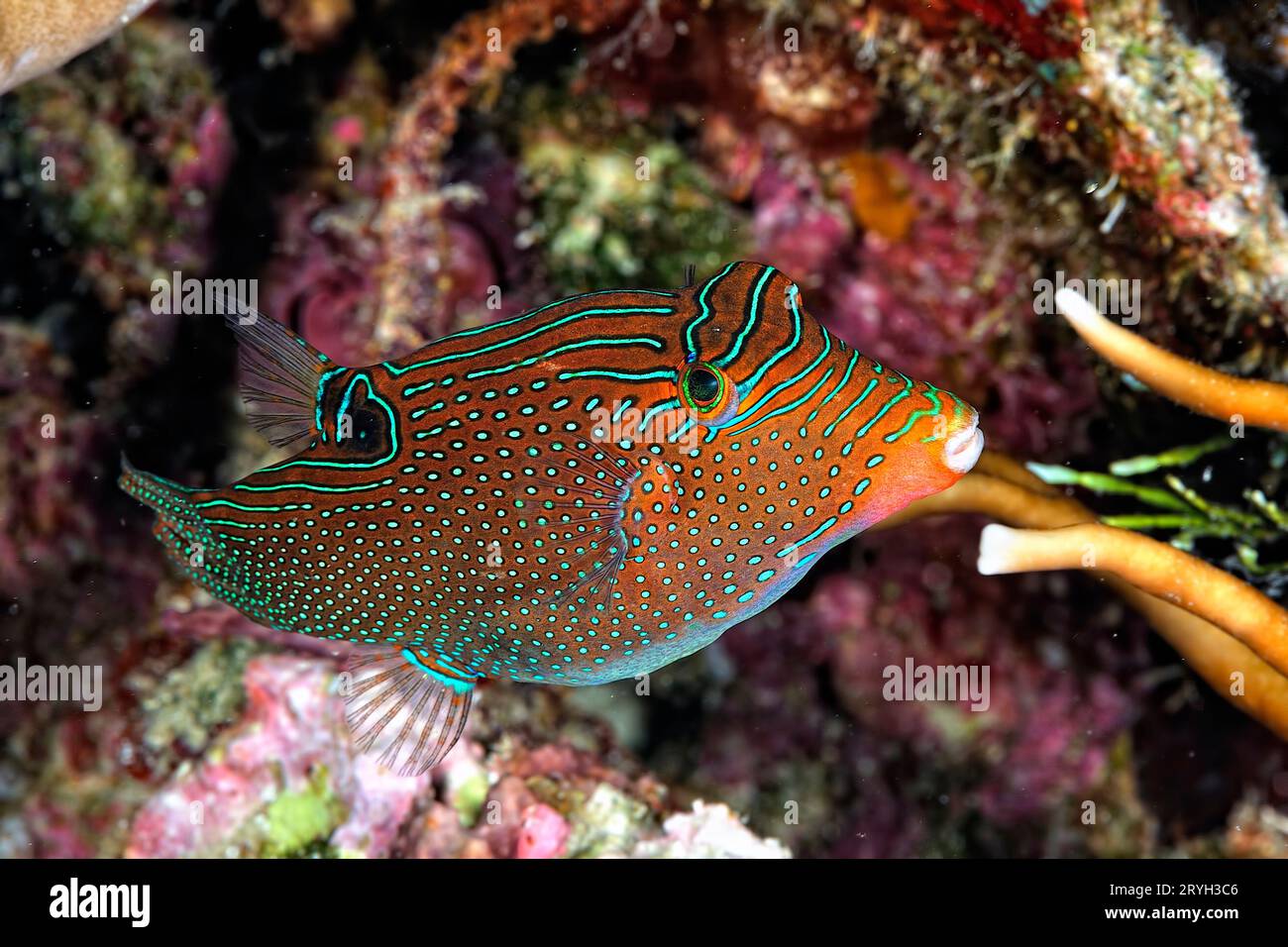 A picture of a spotted sharpnose Stock Photo - Alamy