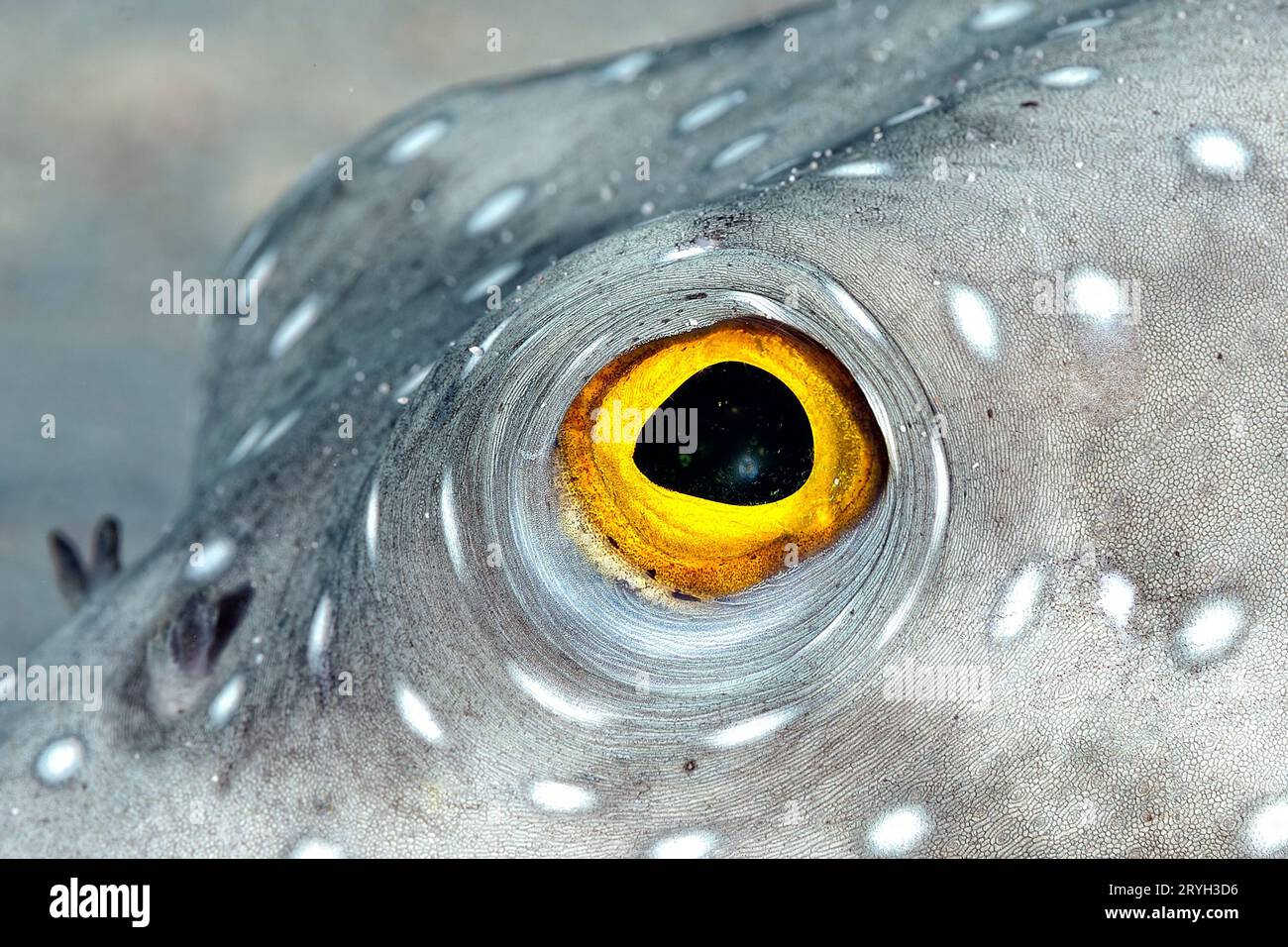 A picture of a puffer fish Stock Photo - Alamy