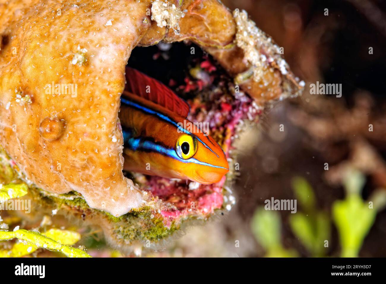 A beautiful picture of a tube worm blenny Stock Photo - Alamy