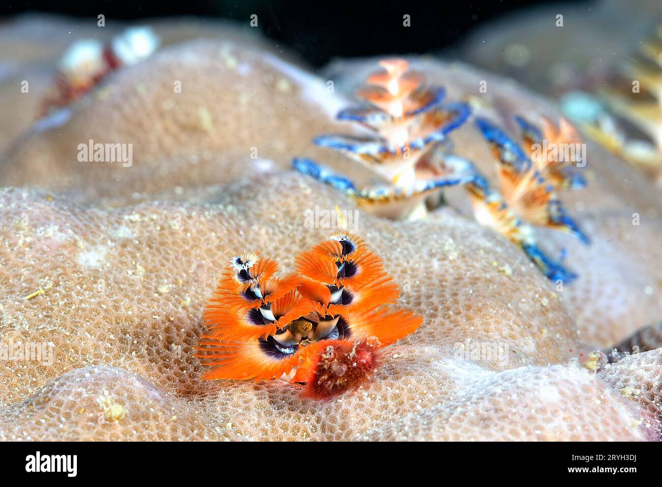 A colored Christmas tree worm Stock Photo - Alamy