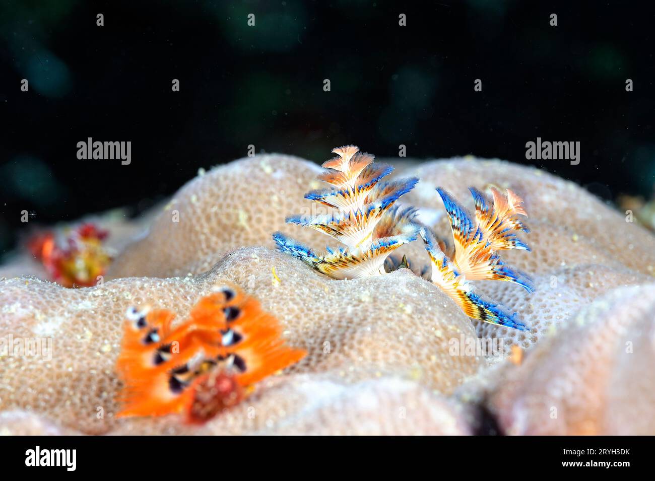 A colored Christmas tree worm Stock Photo - Alamy
