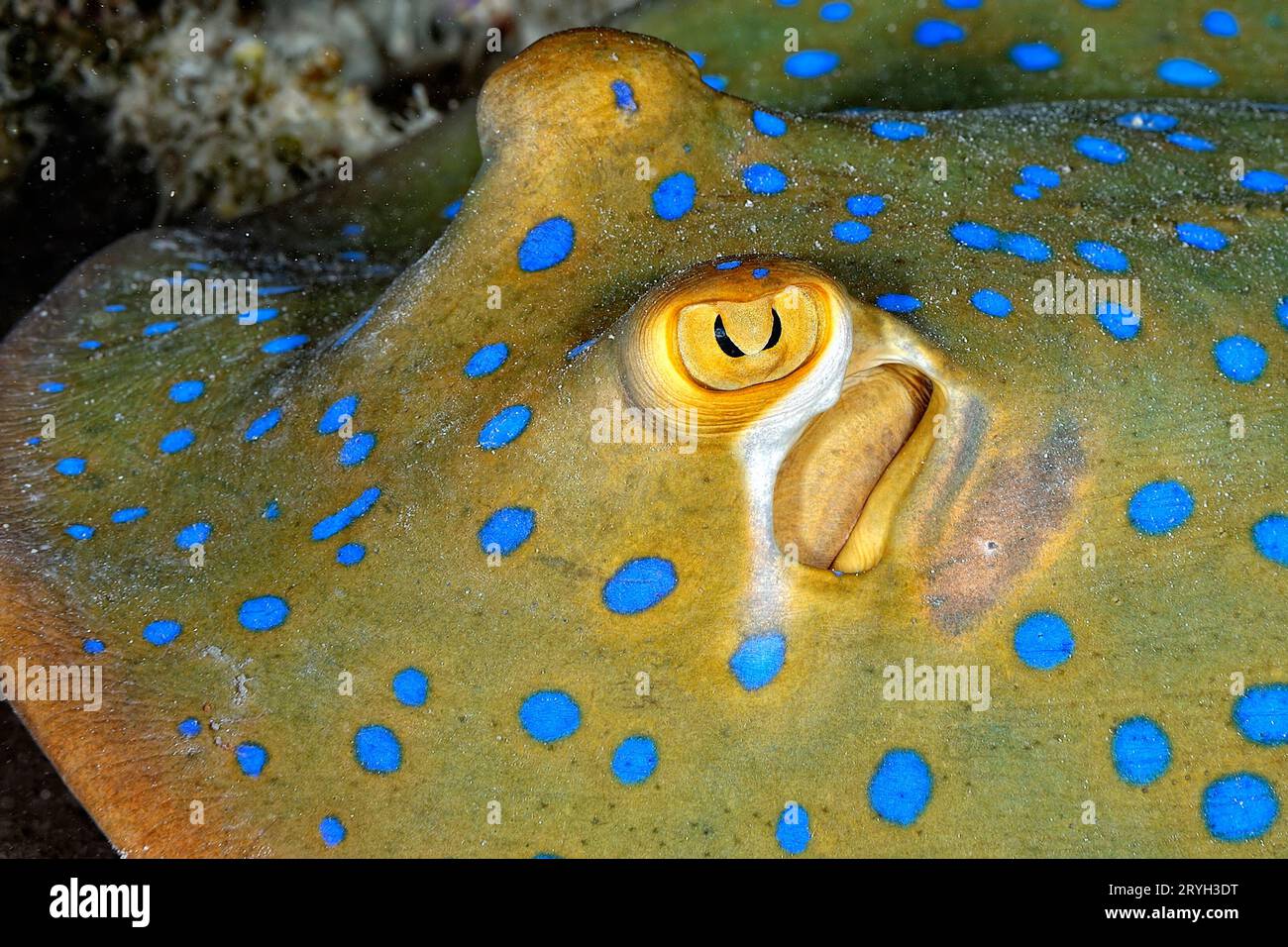 A picture of a blue spotted stingray Stock Photo - Alamy