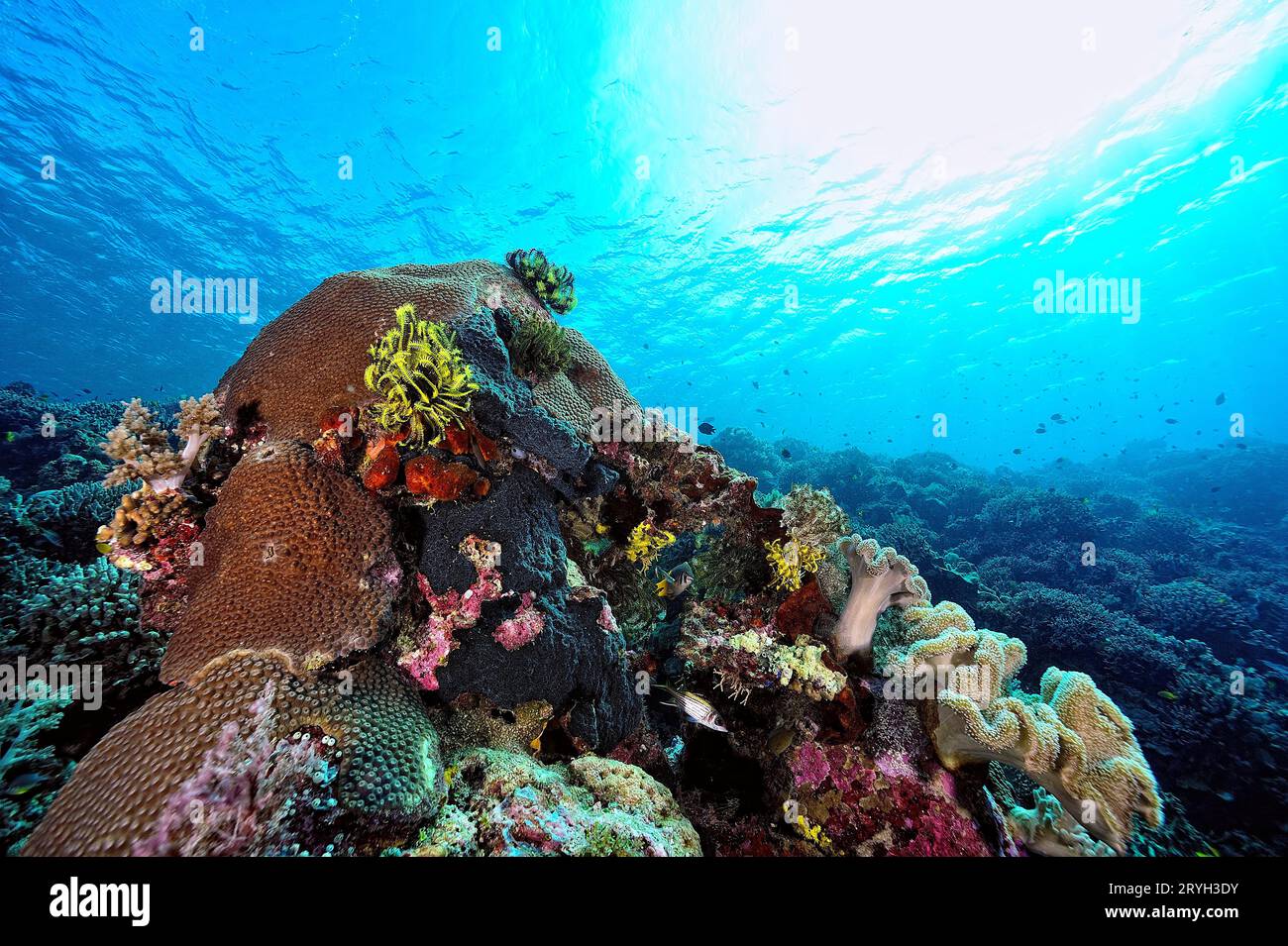 A picture of the coral reef Stock Photo - Alamy