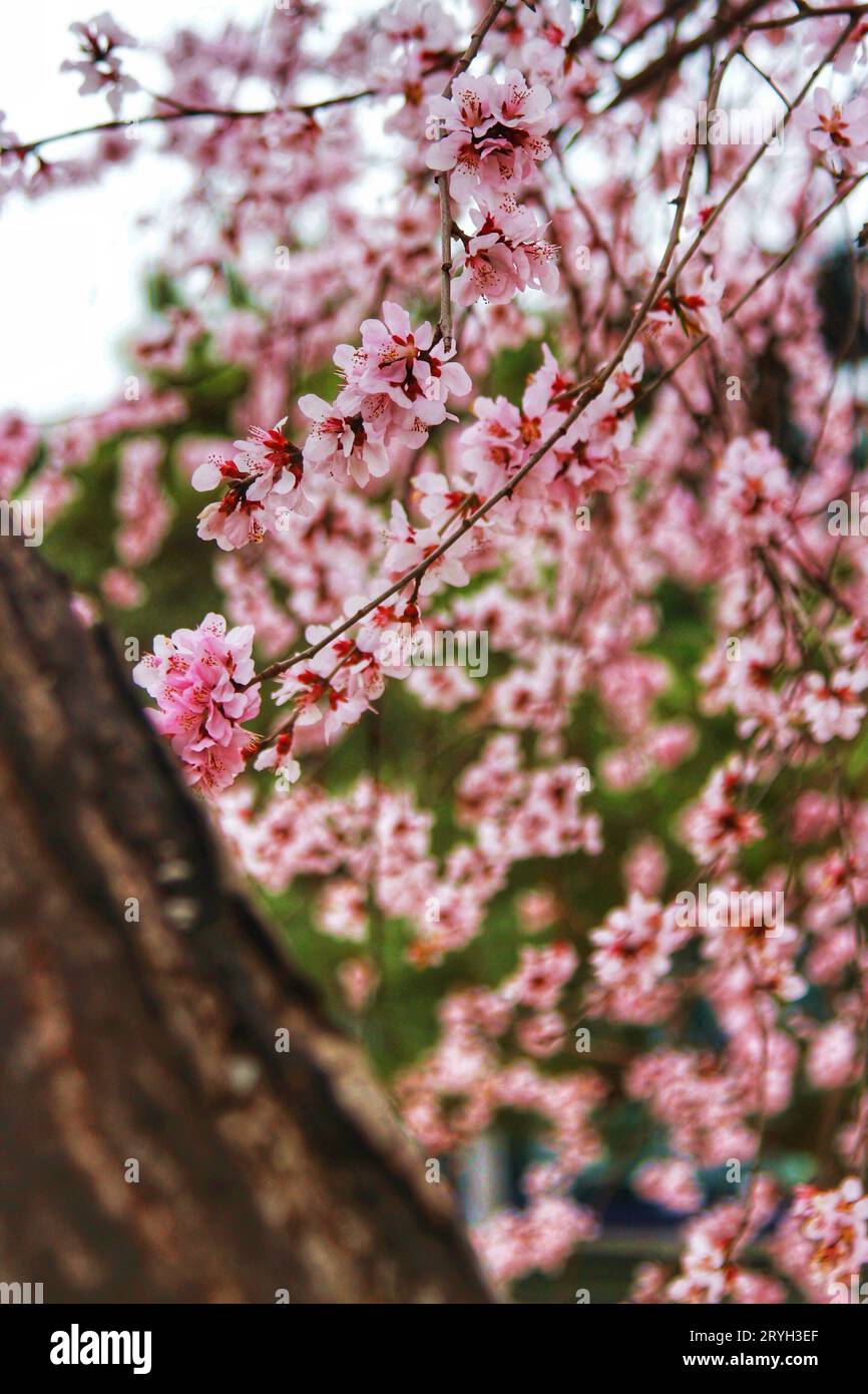 Capture the ethereal beauty of pink flowers in full bloom, adorning ...