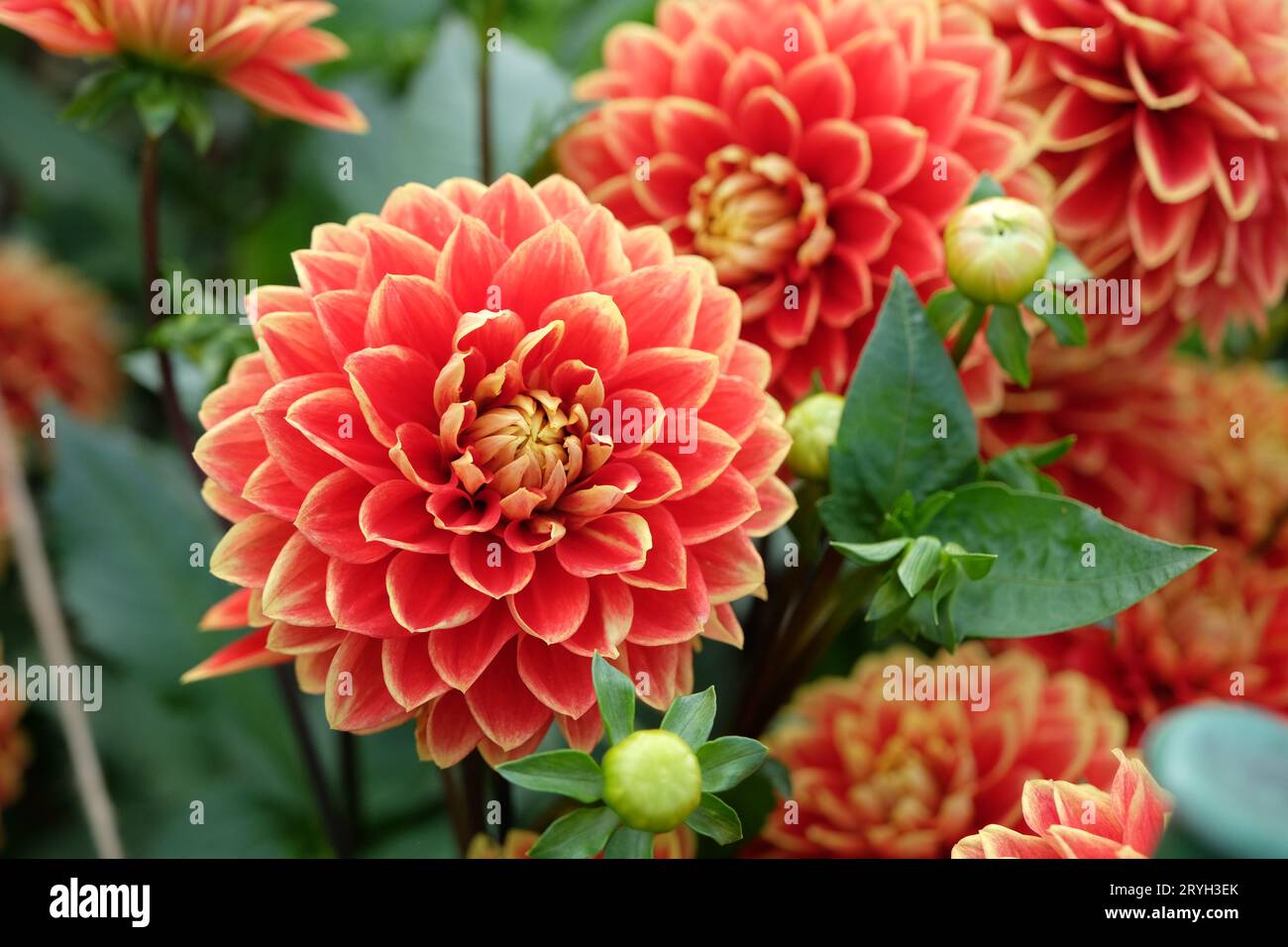 Red and yellow dahlia hi-res stock photography and images - Alamy