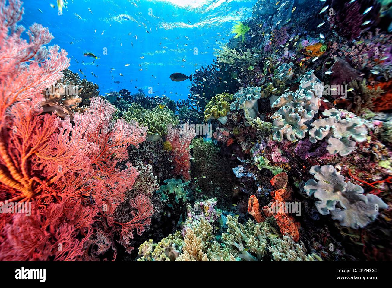A picture of the coral reef Stock Photo - Alamy