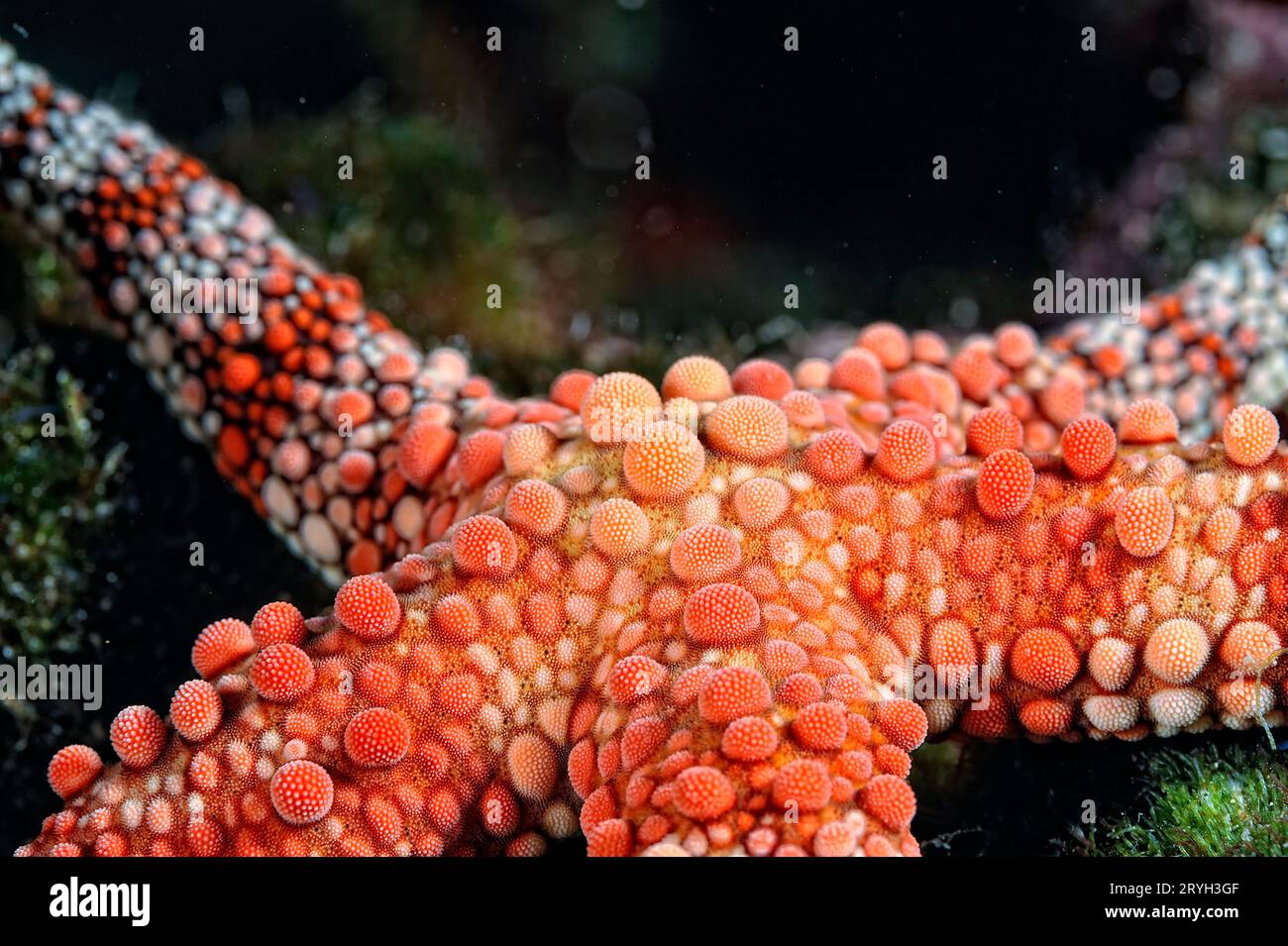Sea star starfish australia hi-res stock photography and images - Alamy