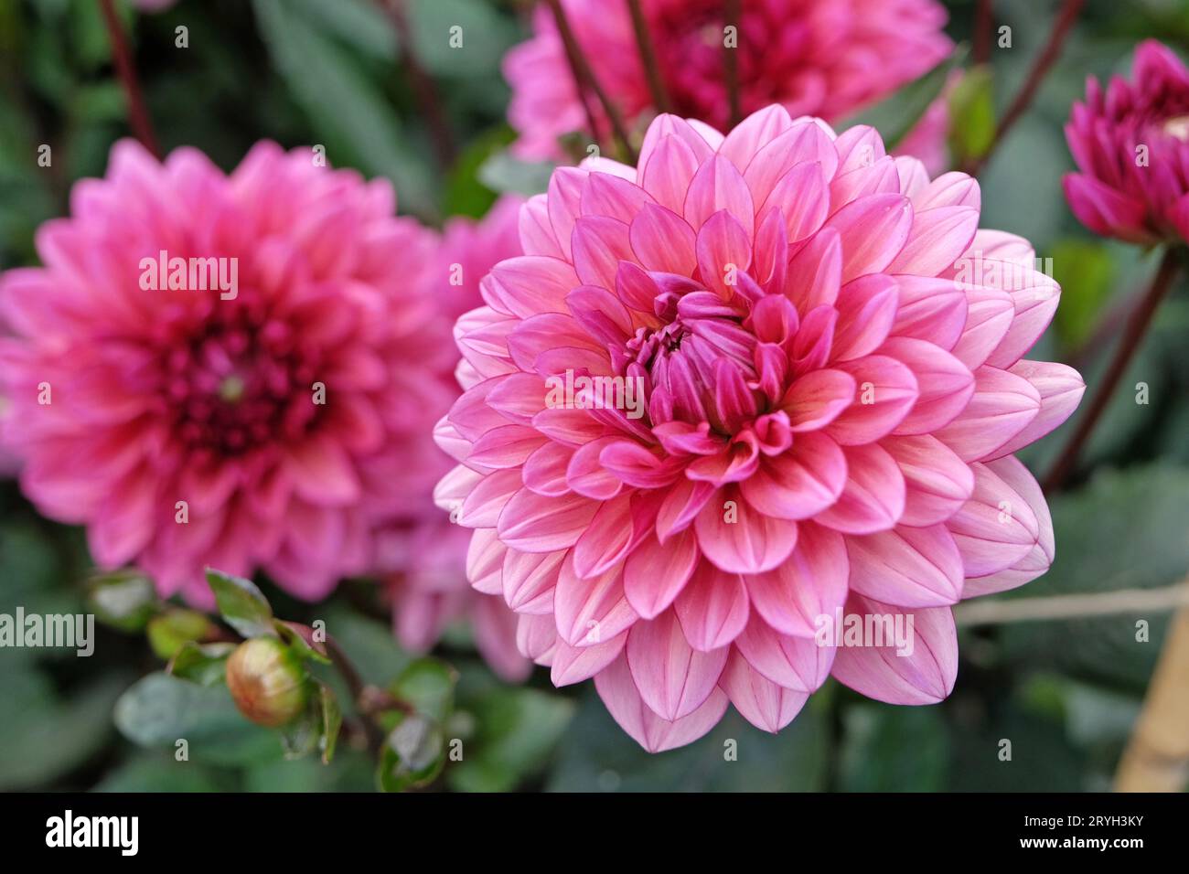 Molly flowers hi-res stock photography and images - Alamy