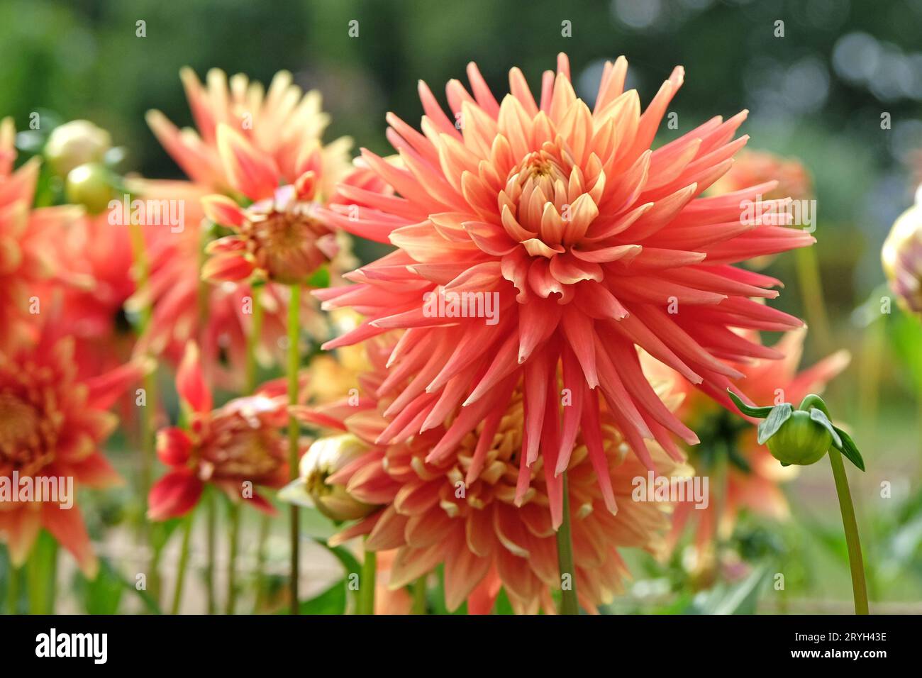 Bright salmon pink and yellow cactus dahlia 'Allen's StarfireÕ in ...