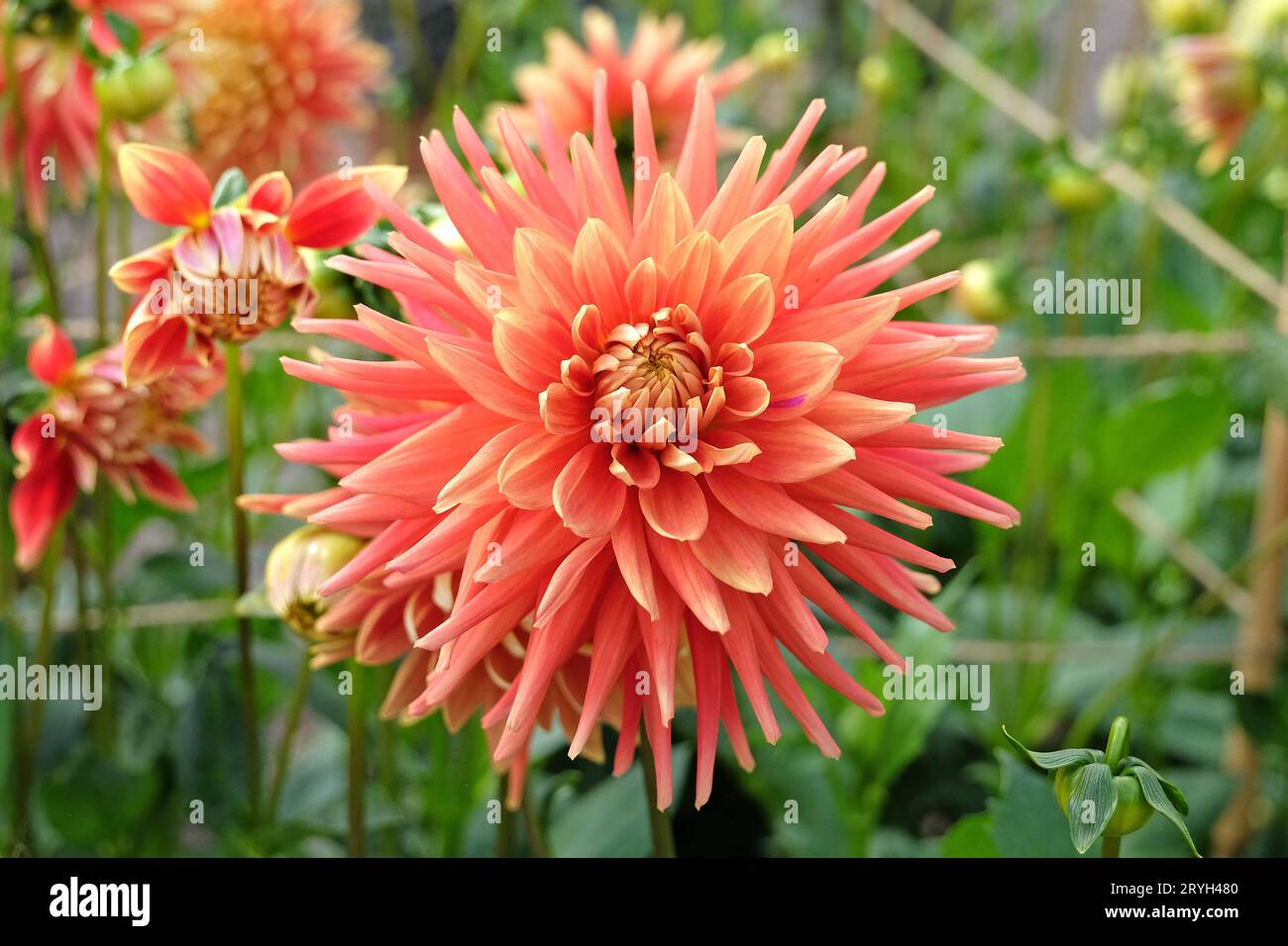 Bright salmon pink and yellow cactus dahlia 'Allen's StarfireÕ in ...