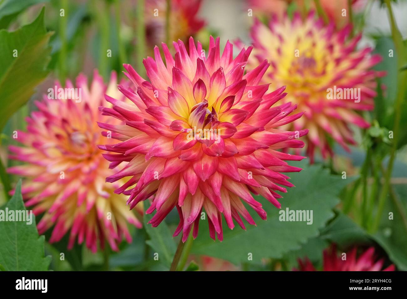 Bright pink and yellow cactus dahlia 'polventon fireballÕ in flower ...