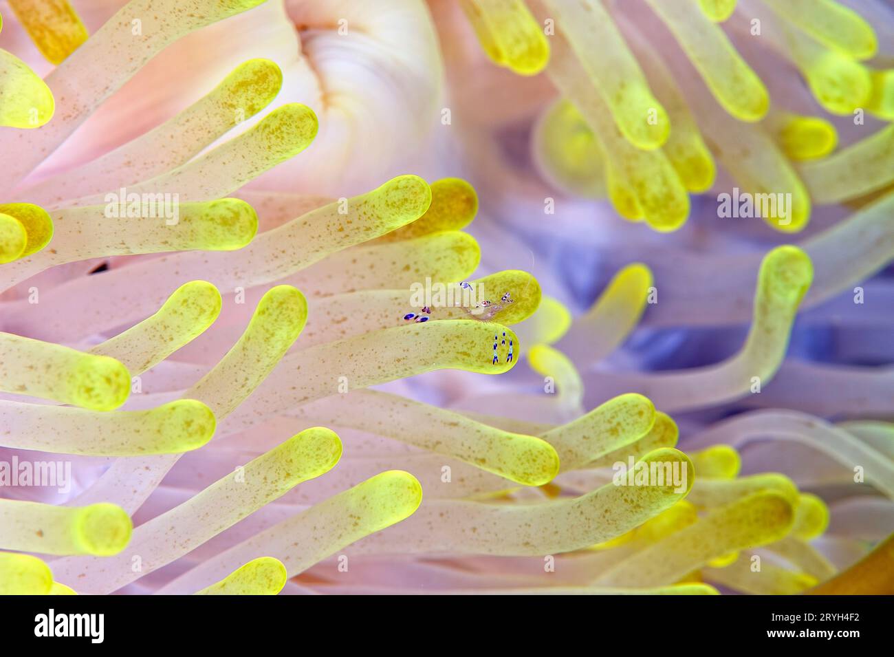 A picture of a Cleaner shrimp Stock Photo - Alamy