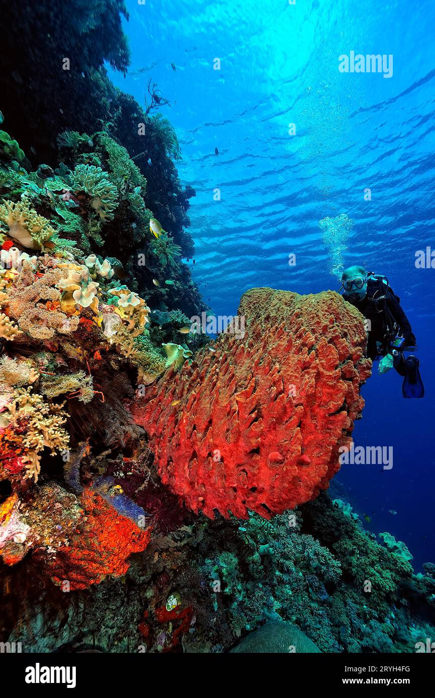 A picture of the coral reef Stock Photo - Alamy