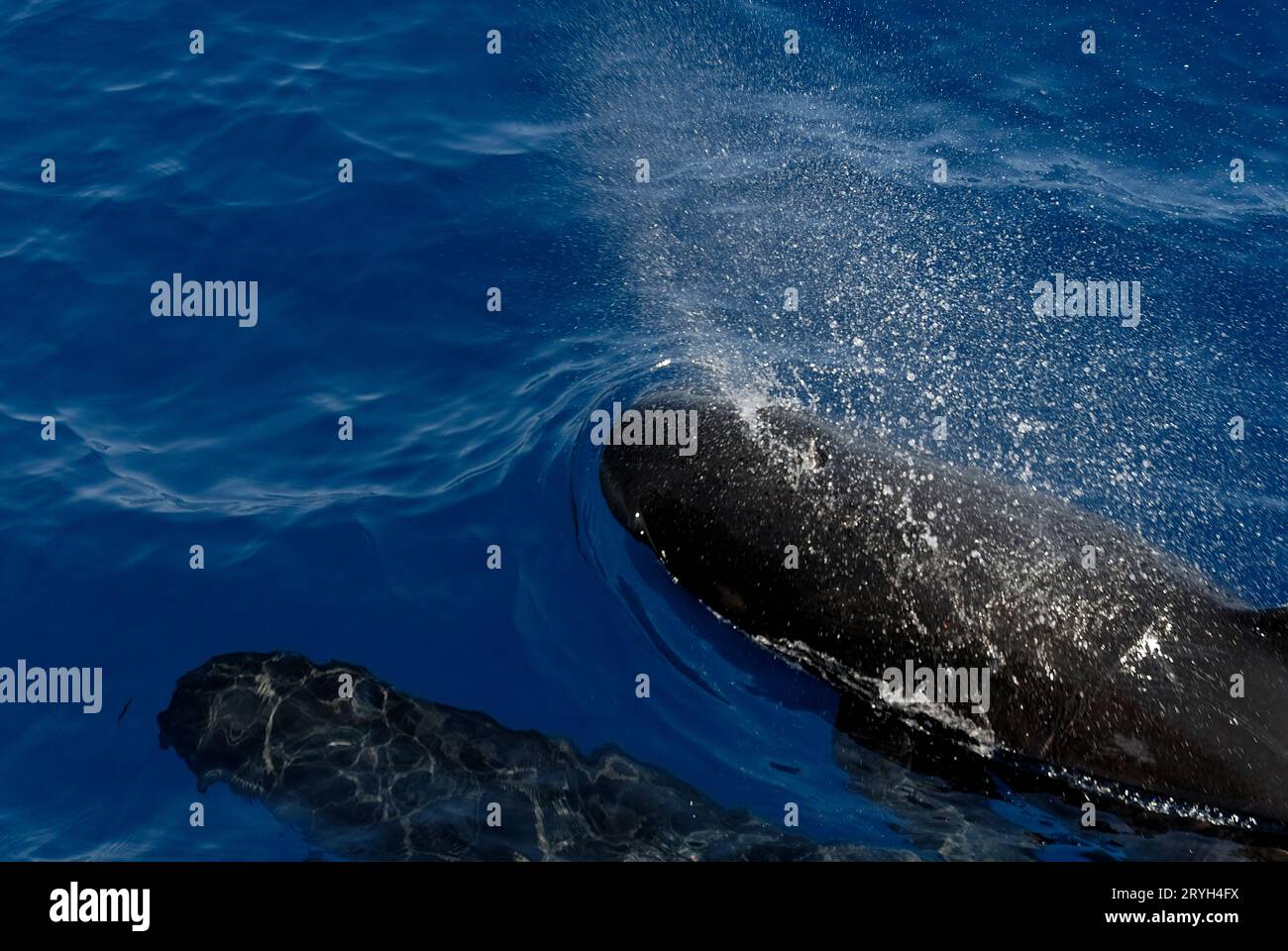 Dolphin in its habitat hi-res stock photography and images - Alamy