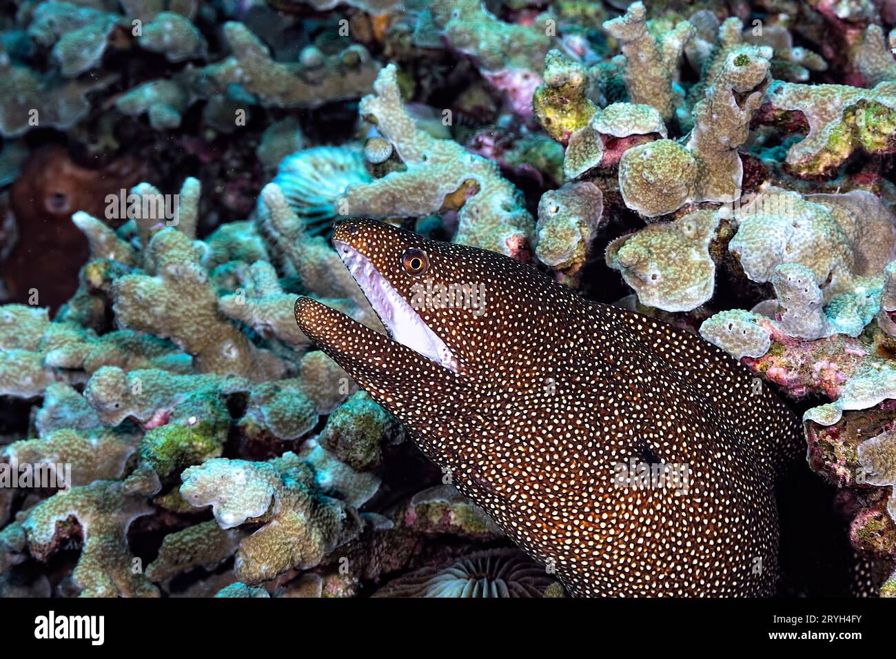 Underwater yellow mouth moray hi-res stock photography and images - Alamy