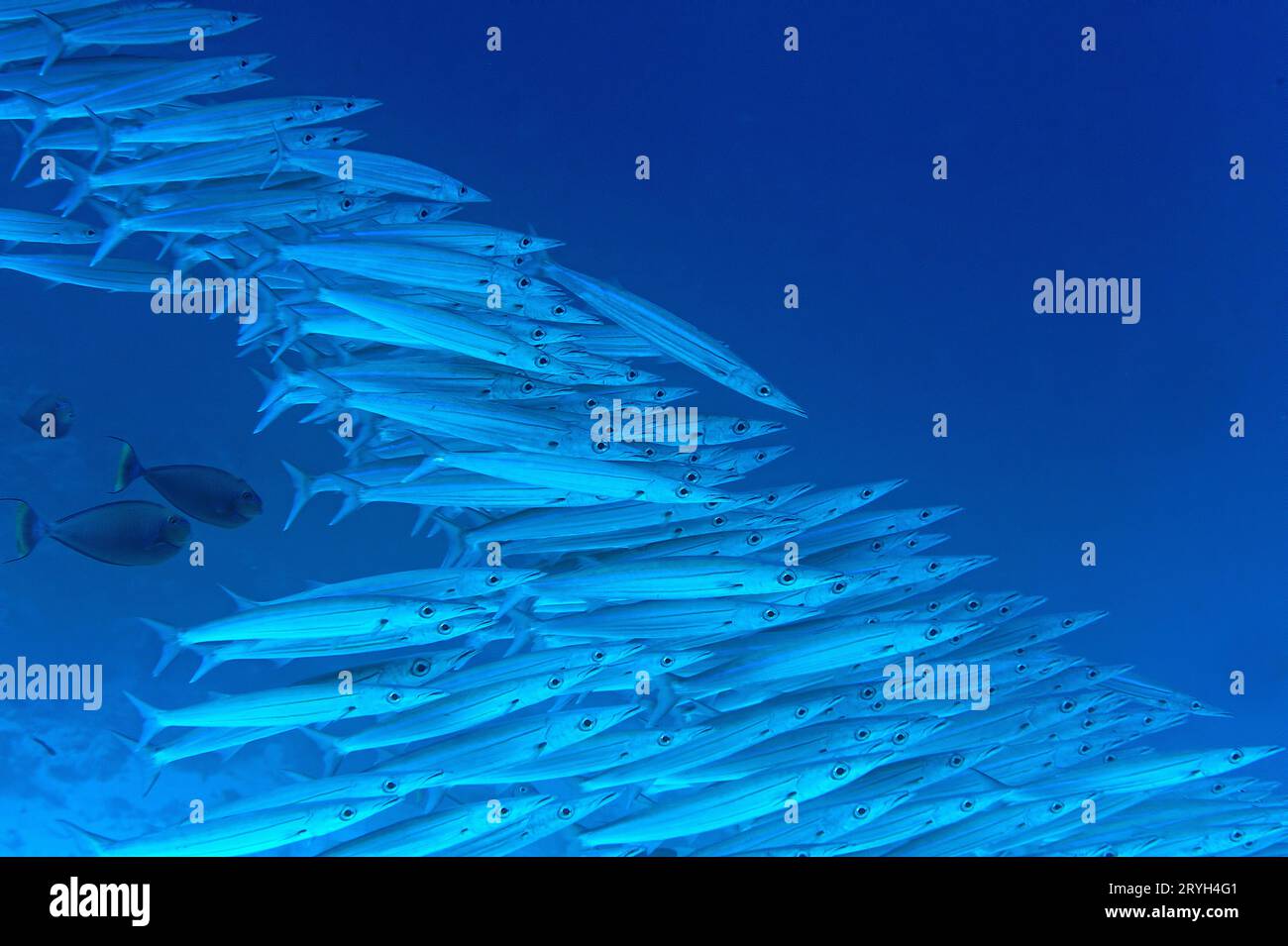 Australian Barracuda Finding Nemo