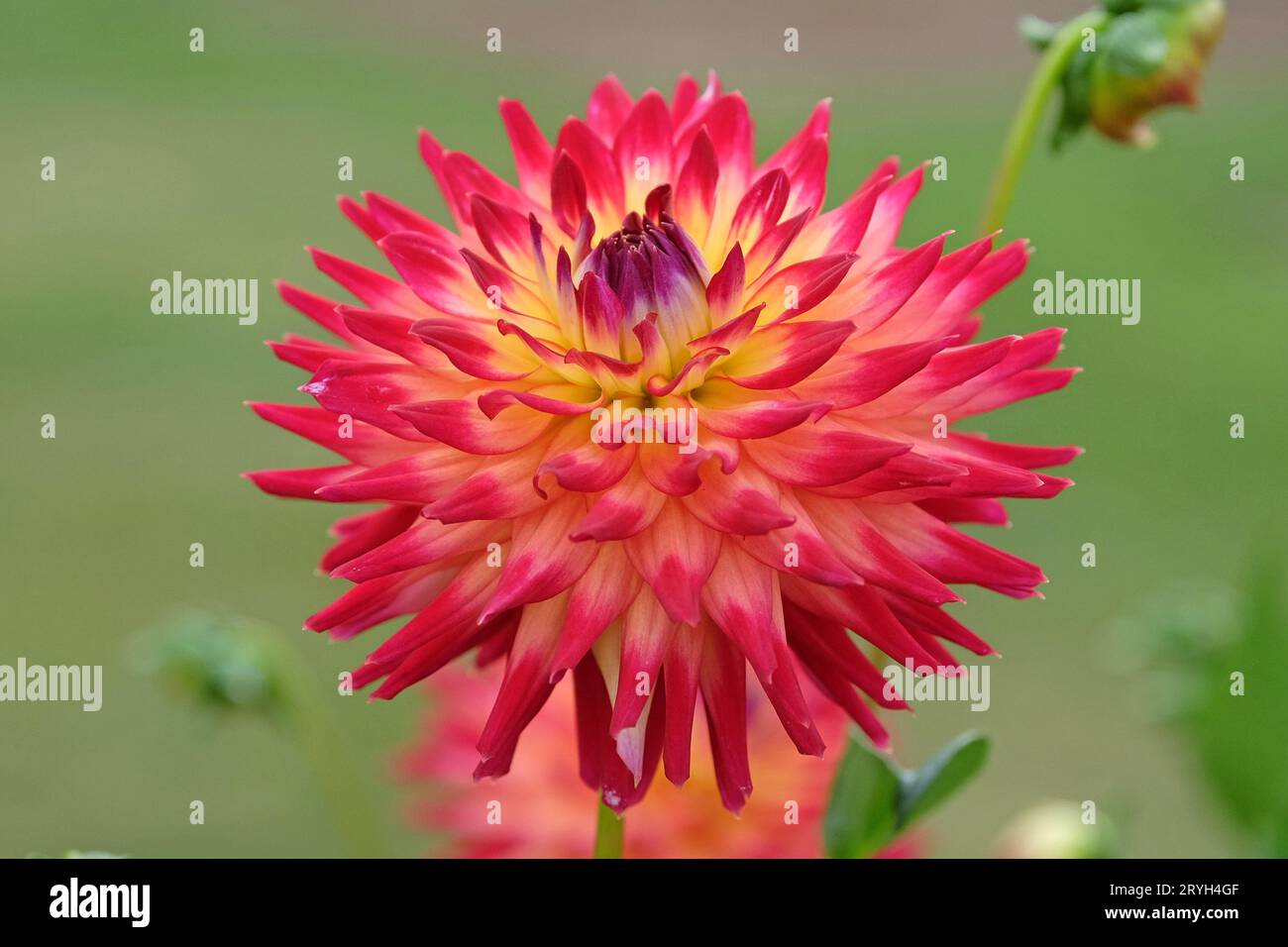 Bright pink and yellow cactus dahlia 'polventon fireballÕ in flower ...