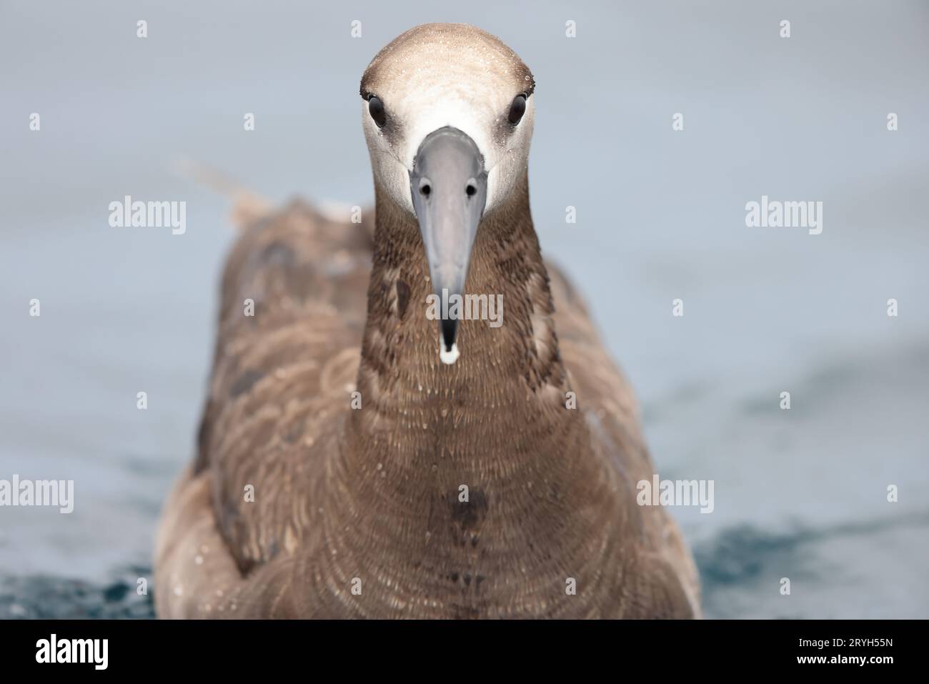 The black-footed albatross (Diomedea or Phoebastria nigripes) is a ...
