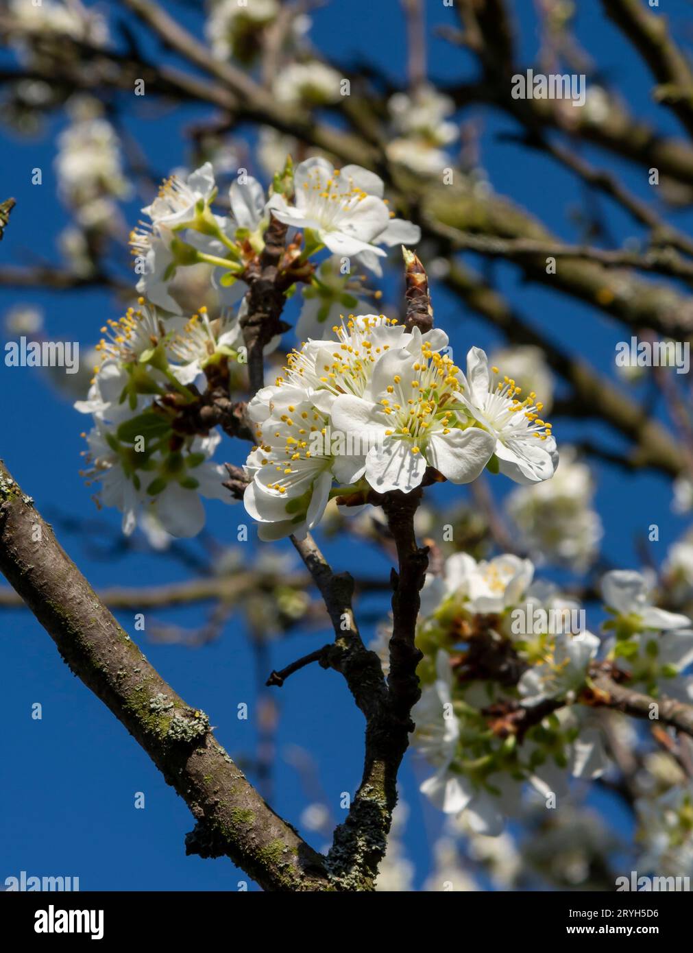 Blooming plum tree in the springtime. Plum tree white flowers in the ...