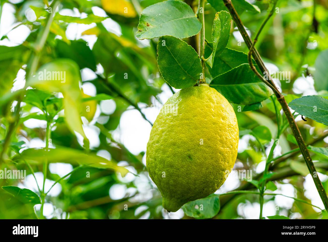 Botanical lemon tree hi-res stock photography and images - Alamy