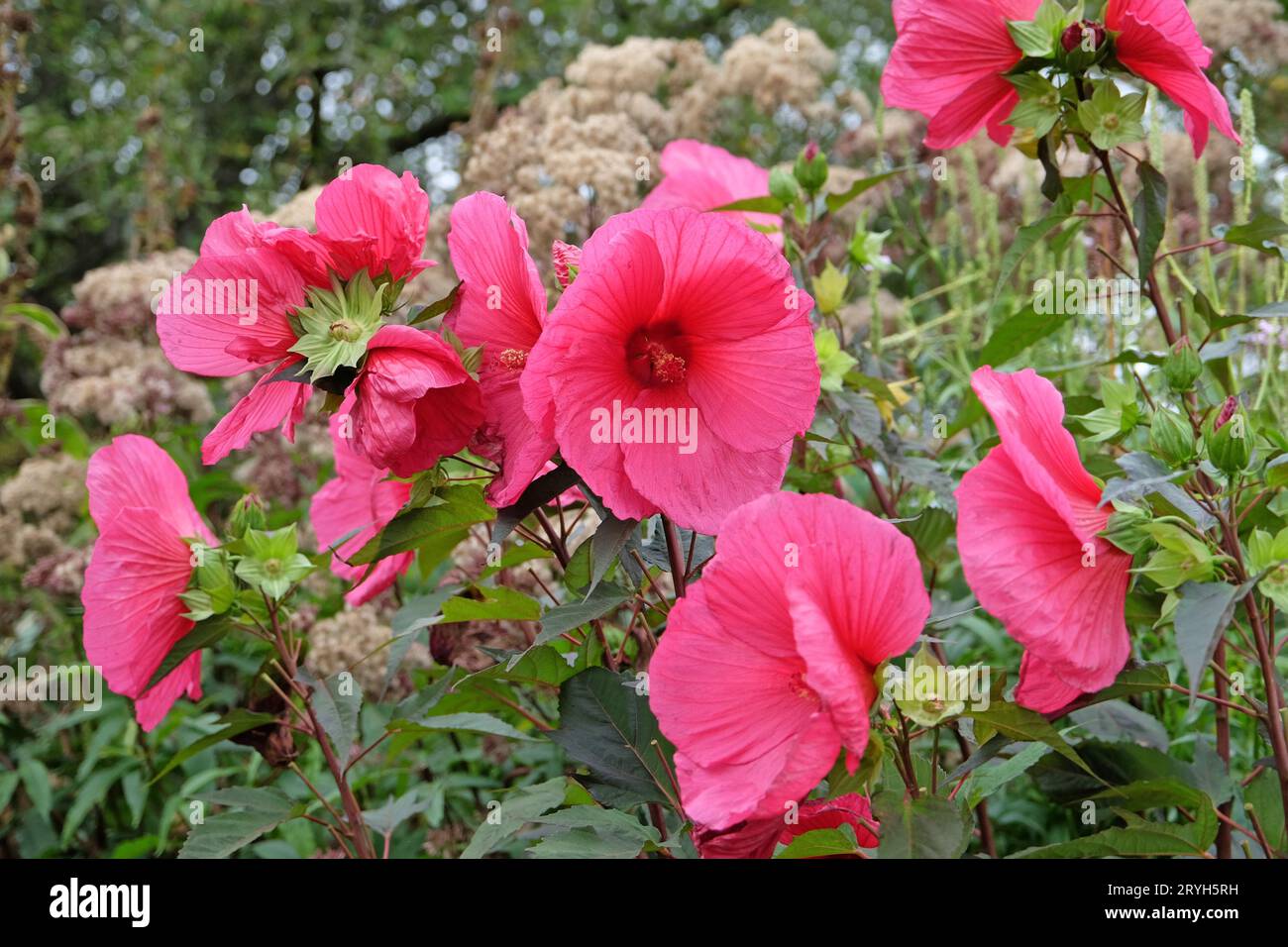 Red Hibiscus moscheutos, or Swamp Rose Mallow, ‘Tangri’ in flower Stock ...